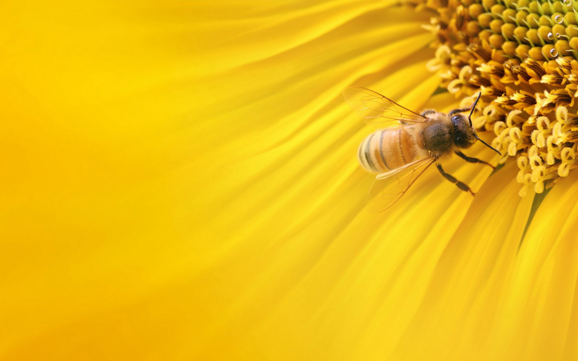 Download Animal Bee HD Wallpaper