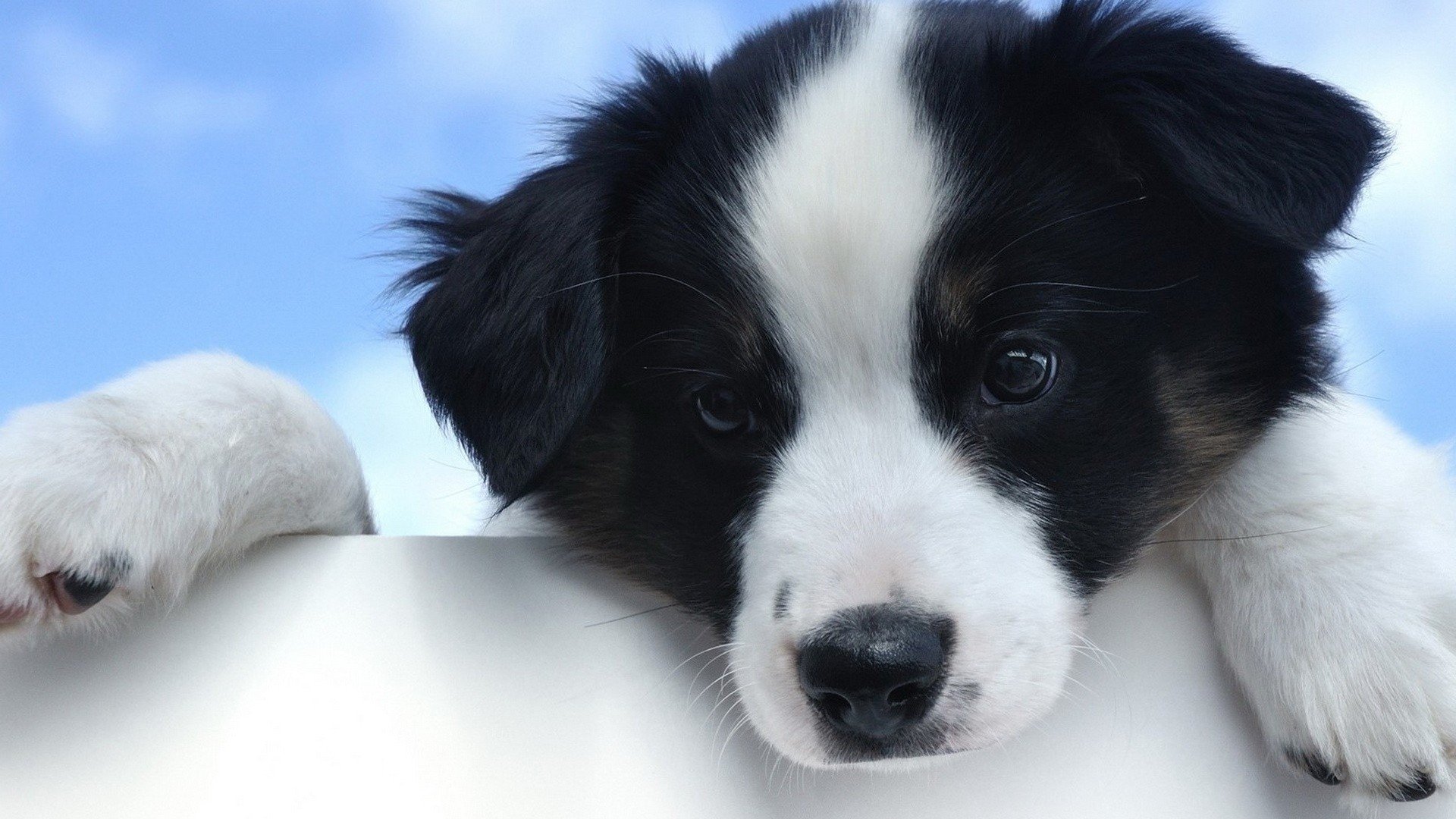 Playful Puppy Peek — HD Animal Wallpaper | 1920x1080 | Wallpaper Abyss
