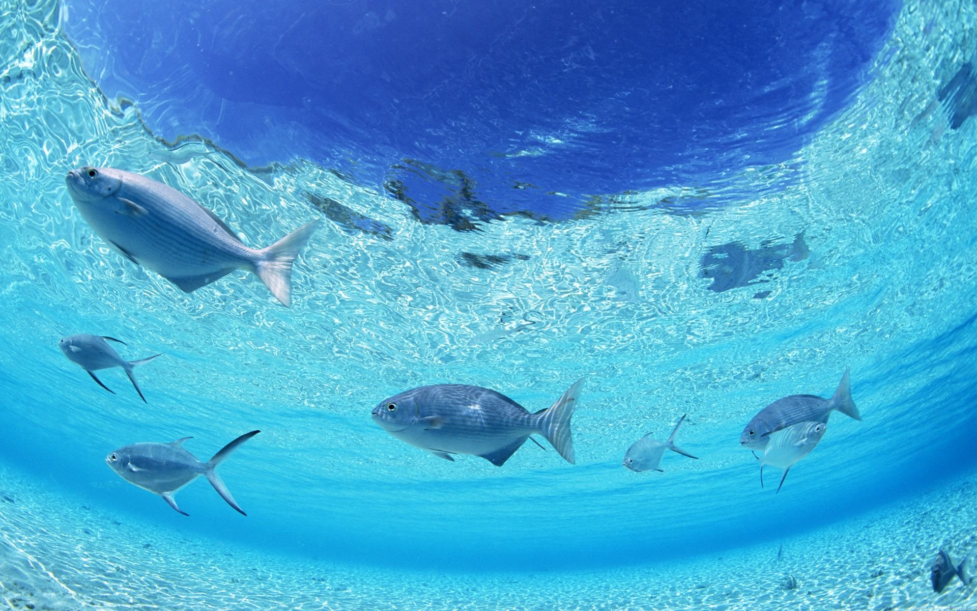 Download Animal Fish HD Wallpaper