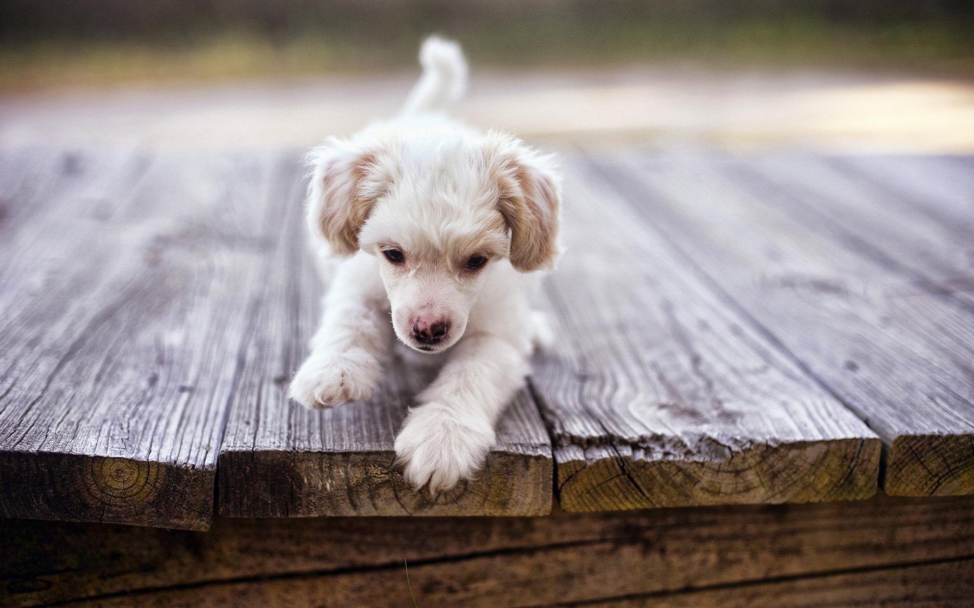 Adorable Puppy HD Wallpaper: Cute Little Animal Adventure
