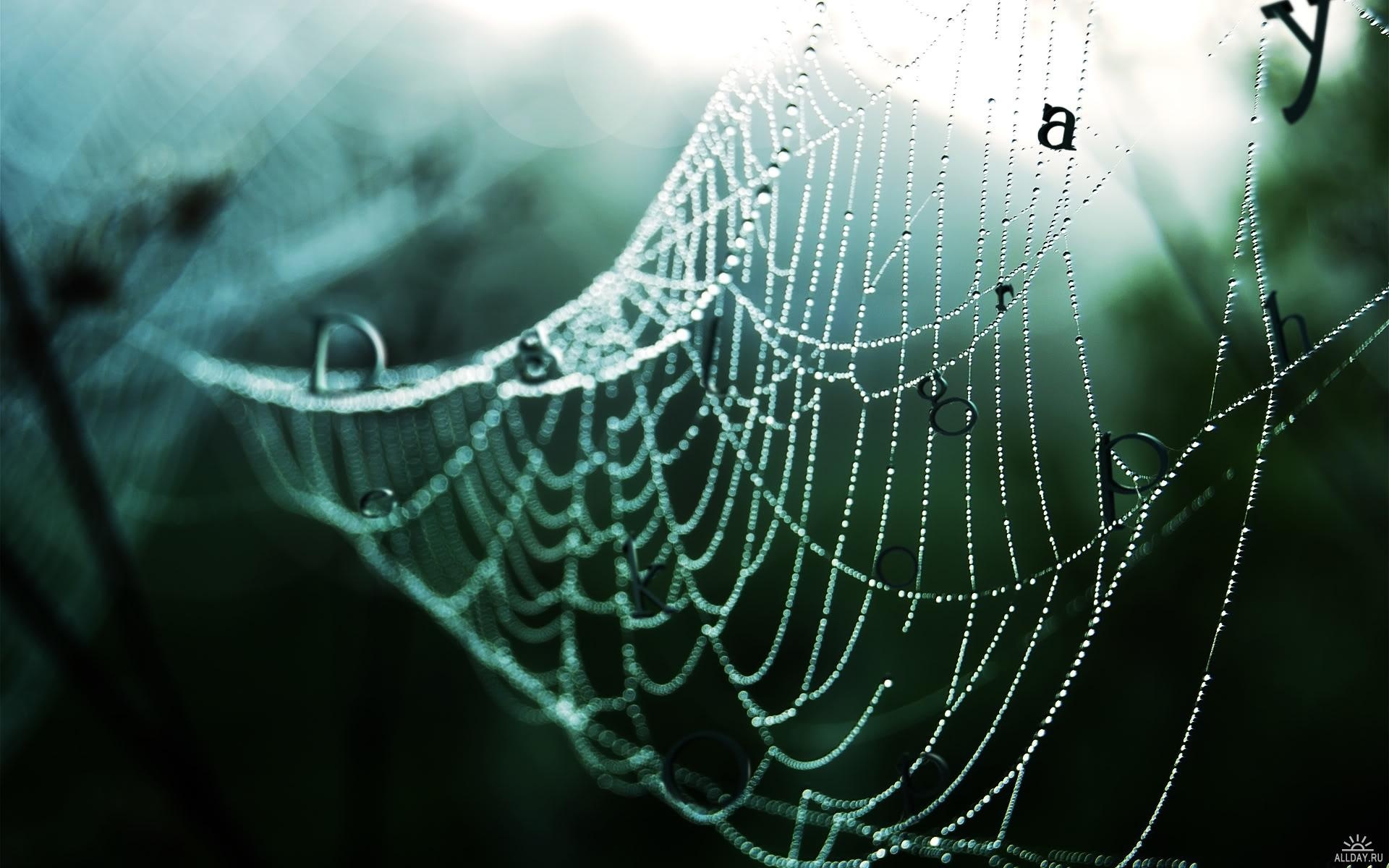 Download Photography Spider Web HD Wallpaper