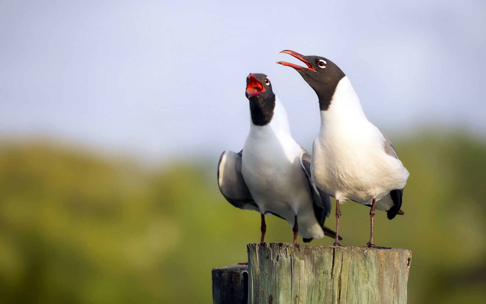 Download Animal Seagull Wallpaper