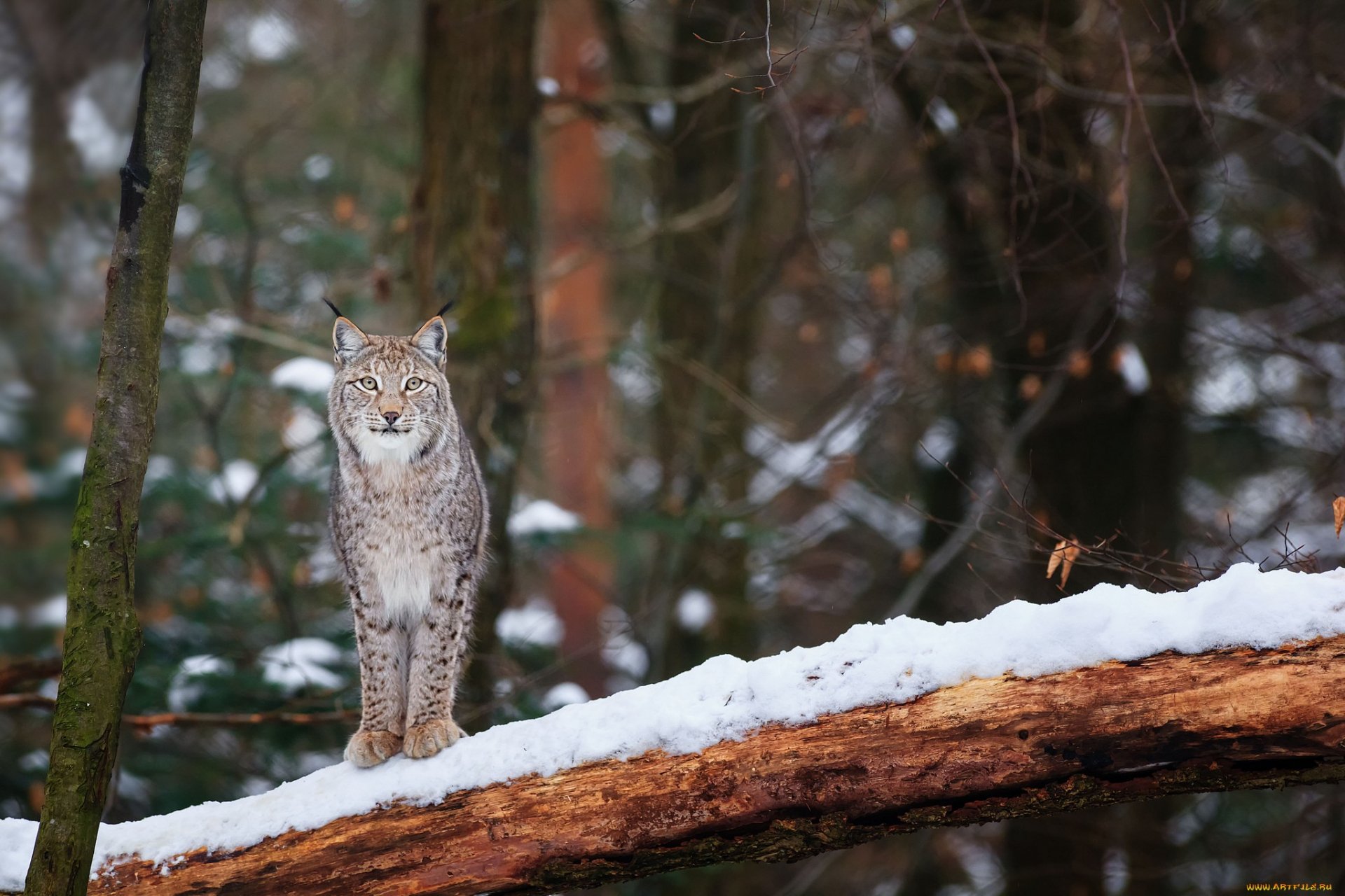 Solitary Lynx — HD Winter Forest Wallpaper