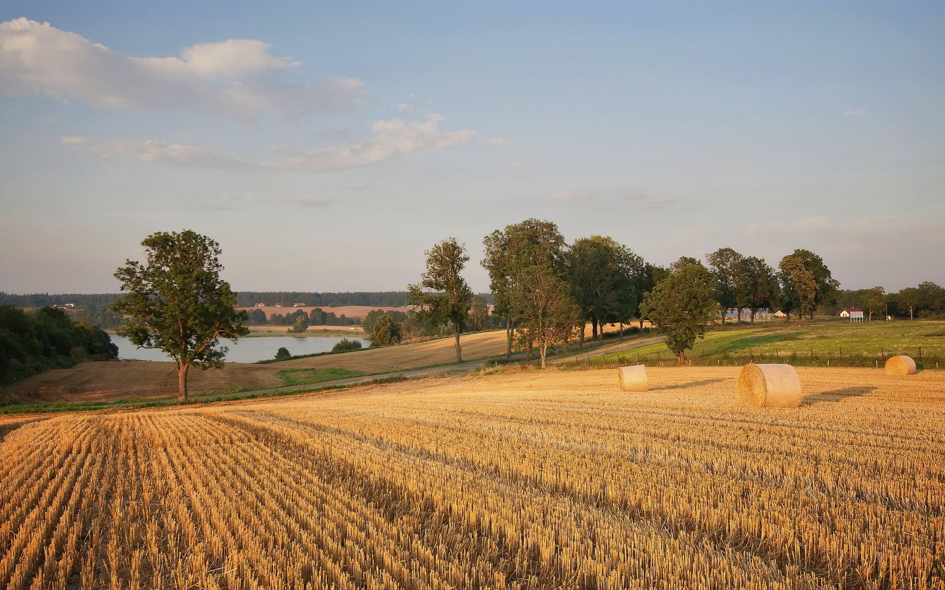 Download Nature Cornfield HD Wallpaper