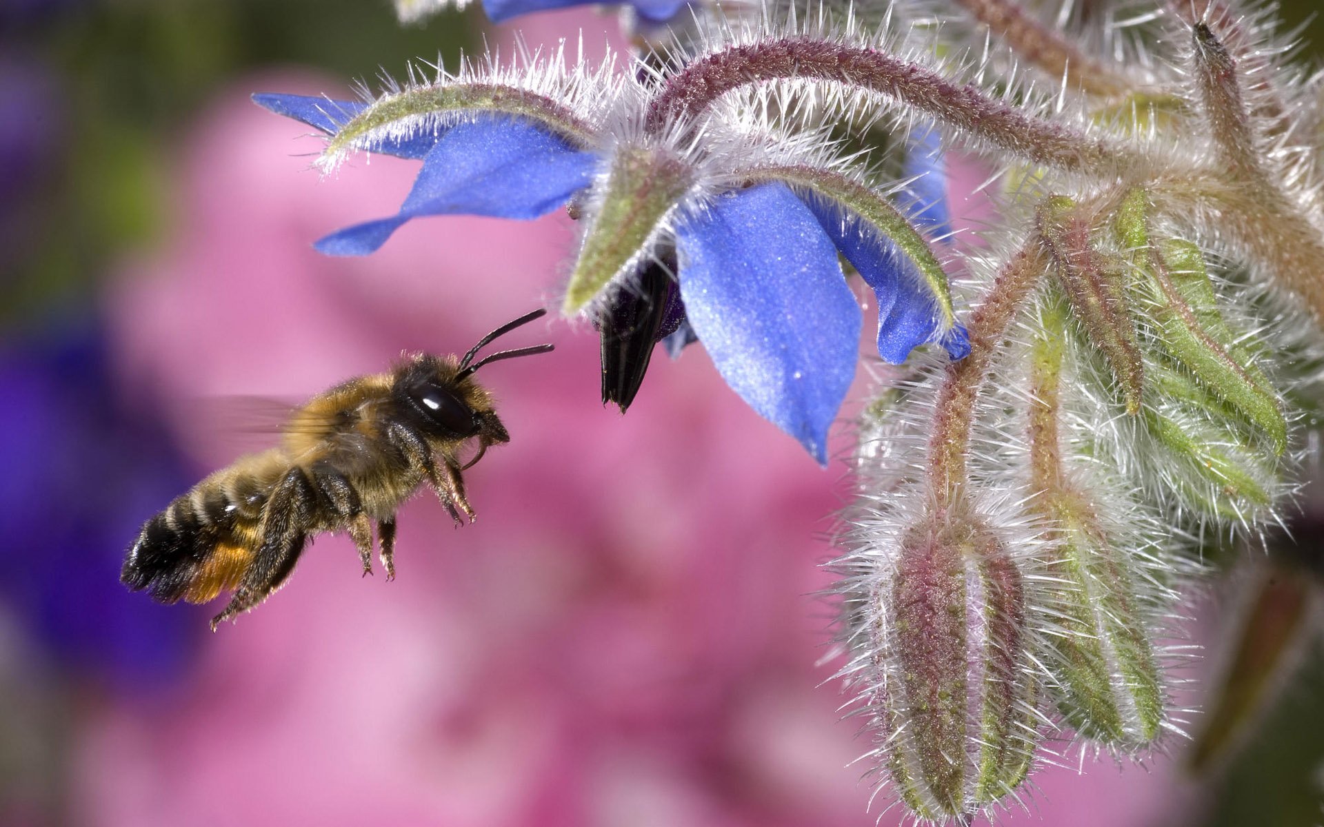 Download Flight Flying Macro Close-up Flower Animal Bee HD Wallpaper