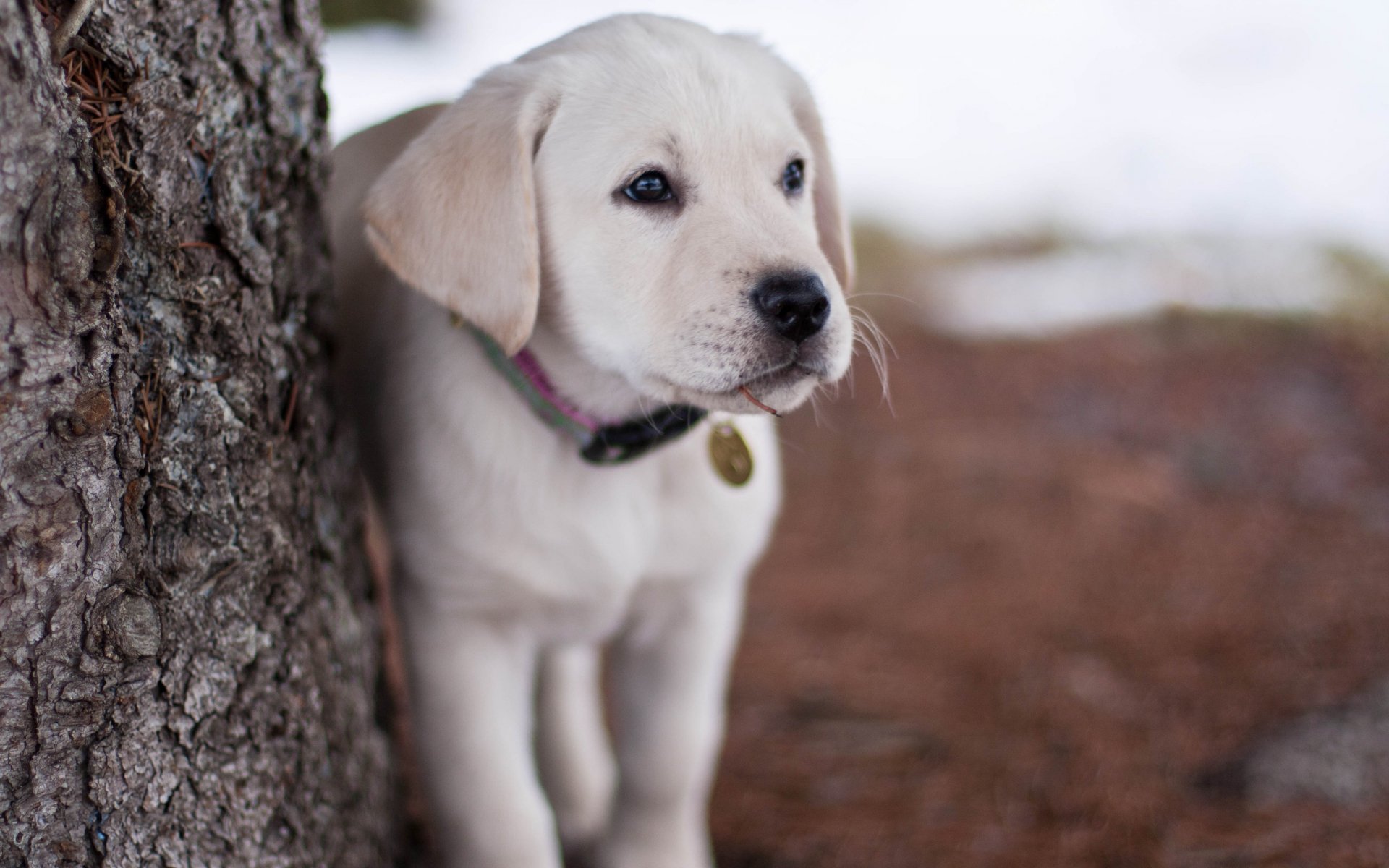 Majestic Labrador Retriever Puppy – HD Animal Wallpaper
