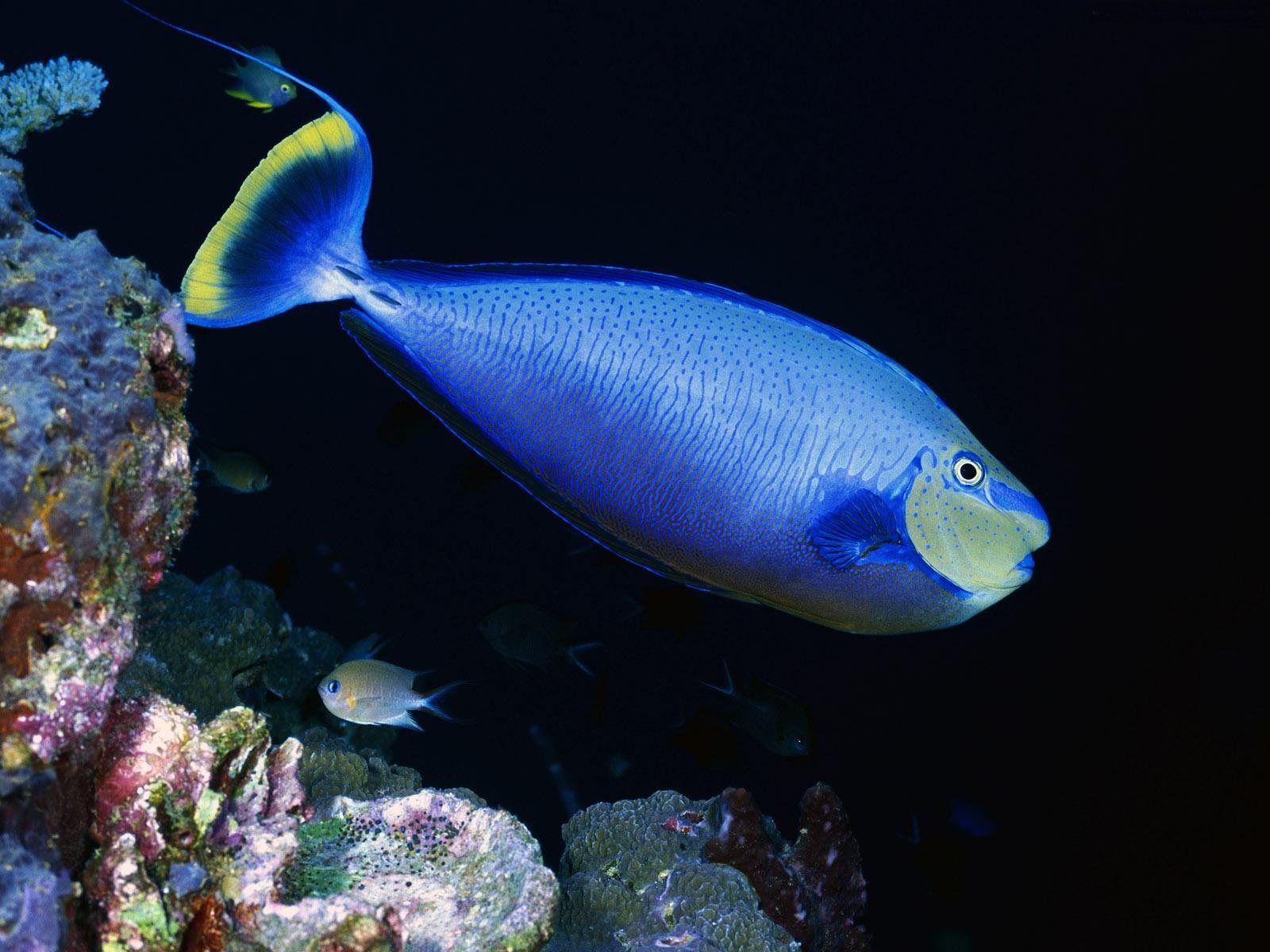 Download Blue Ocean Underwater Animal Fish Wallpaper