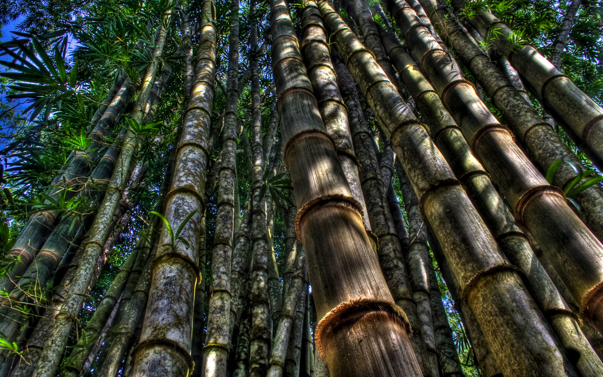 Download Nature Bamboo HD Wallpaper