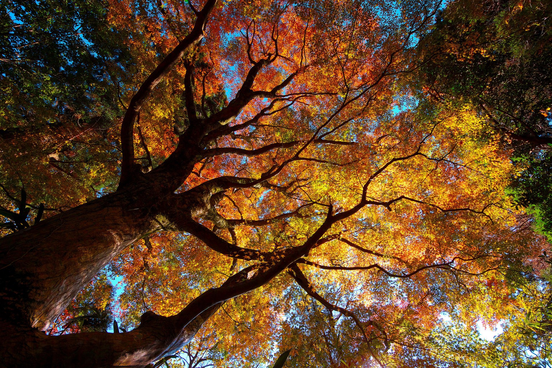 Vibrant Autumn Canopy – HD Nature Tree Wallpaper