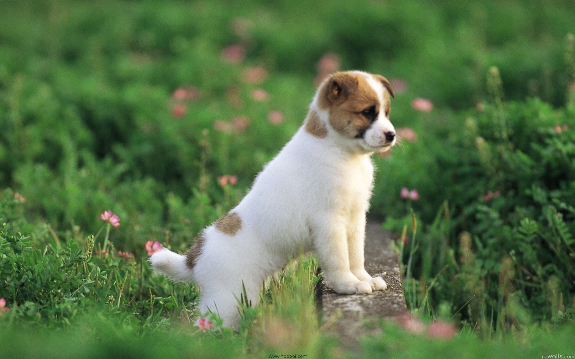 Adorable Puppy HD Wallpaper In A Lush Green Landscape Adorable Puppy HD Wallpaper In A Lush Green Landscape