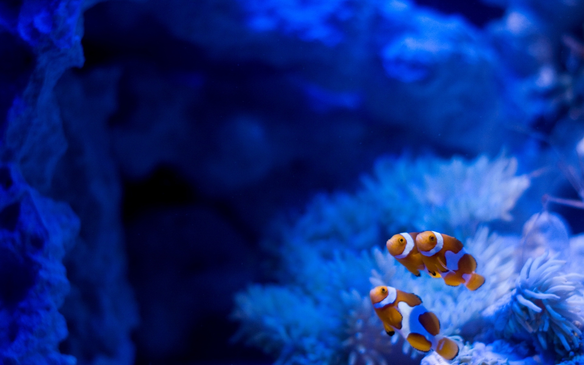 Clownfish HD Wallpaper
