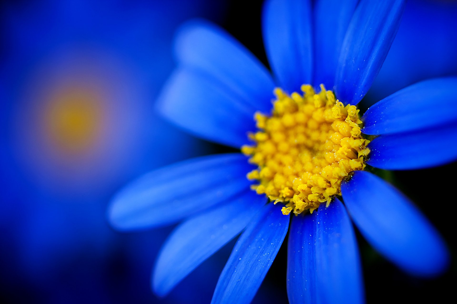 Vivid Nature Bloom: Stunning HD Blue Flower Wallpaper