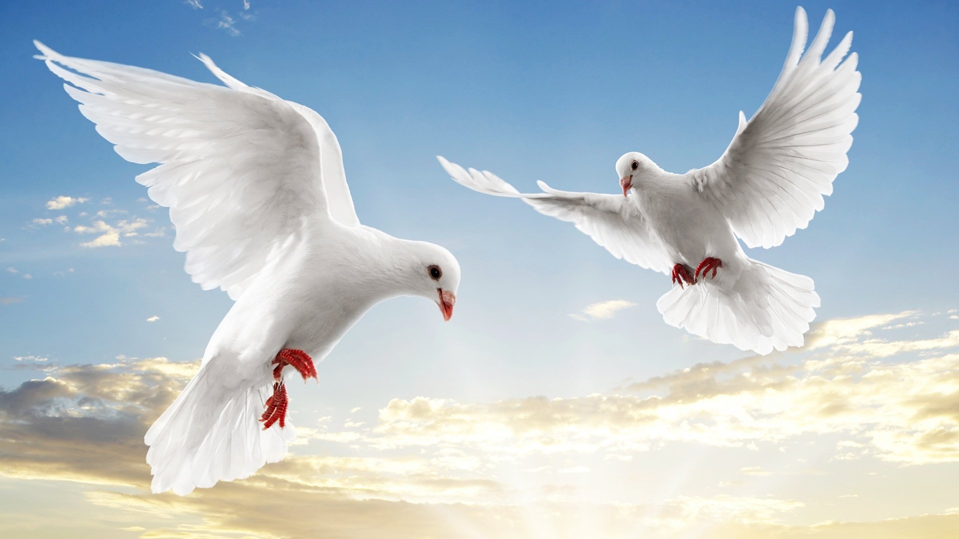 Elegant Doves in Flight - HD Wallpaper