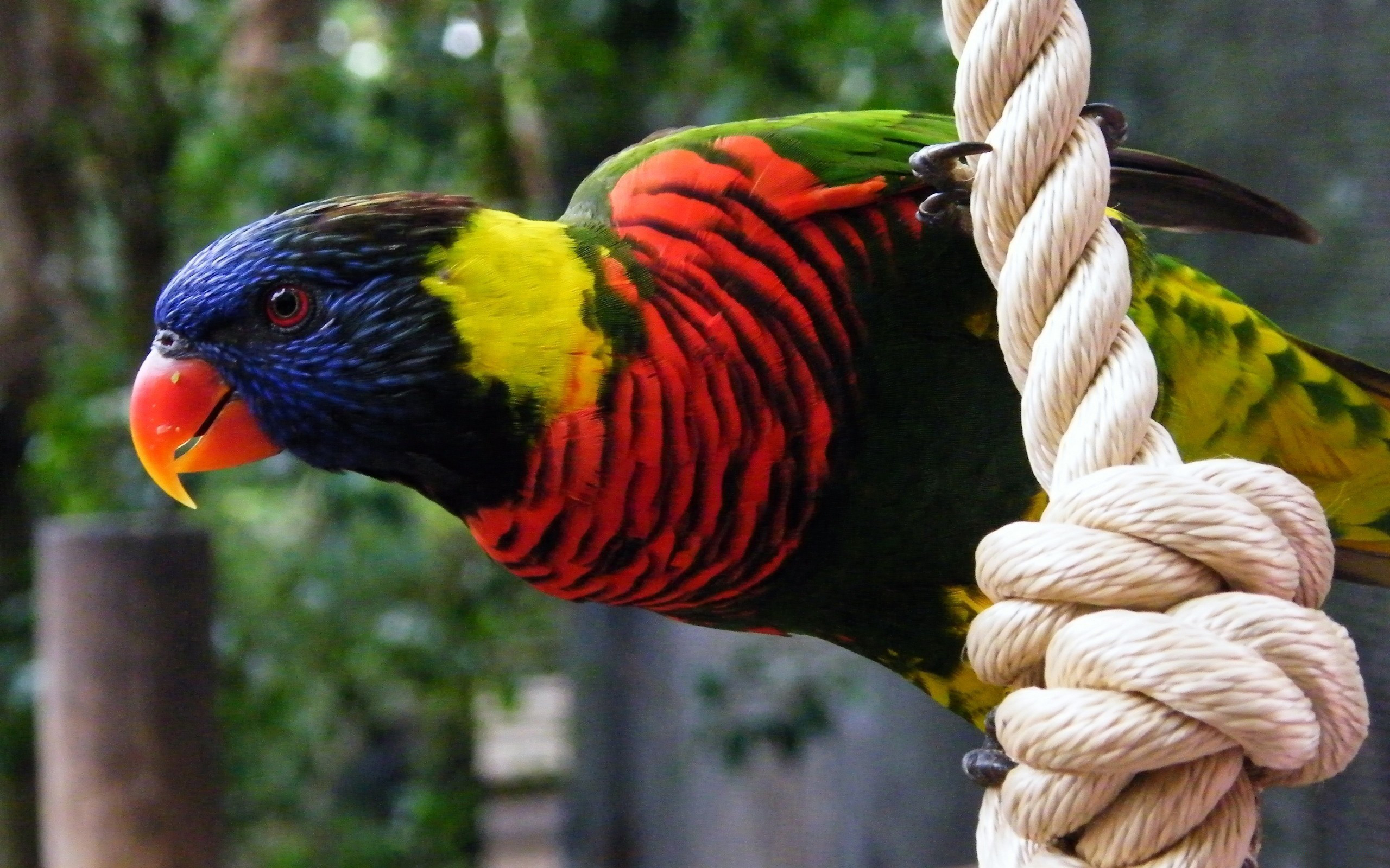 Download Parrot Animal Rainbow Lorikeet HD Wallpaper