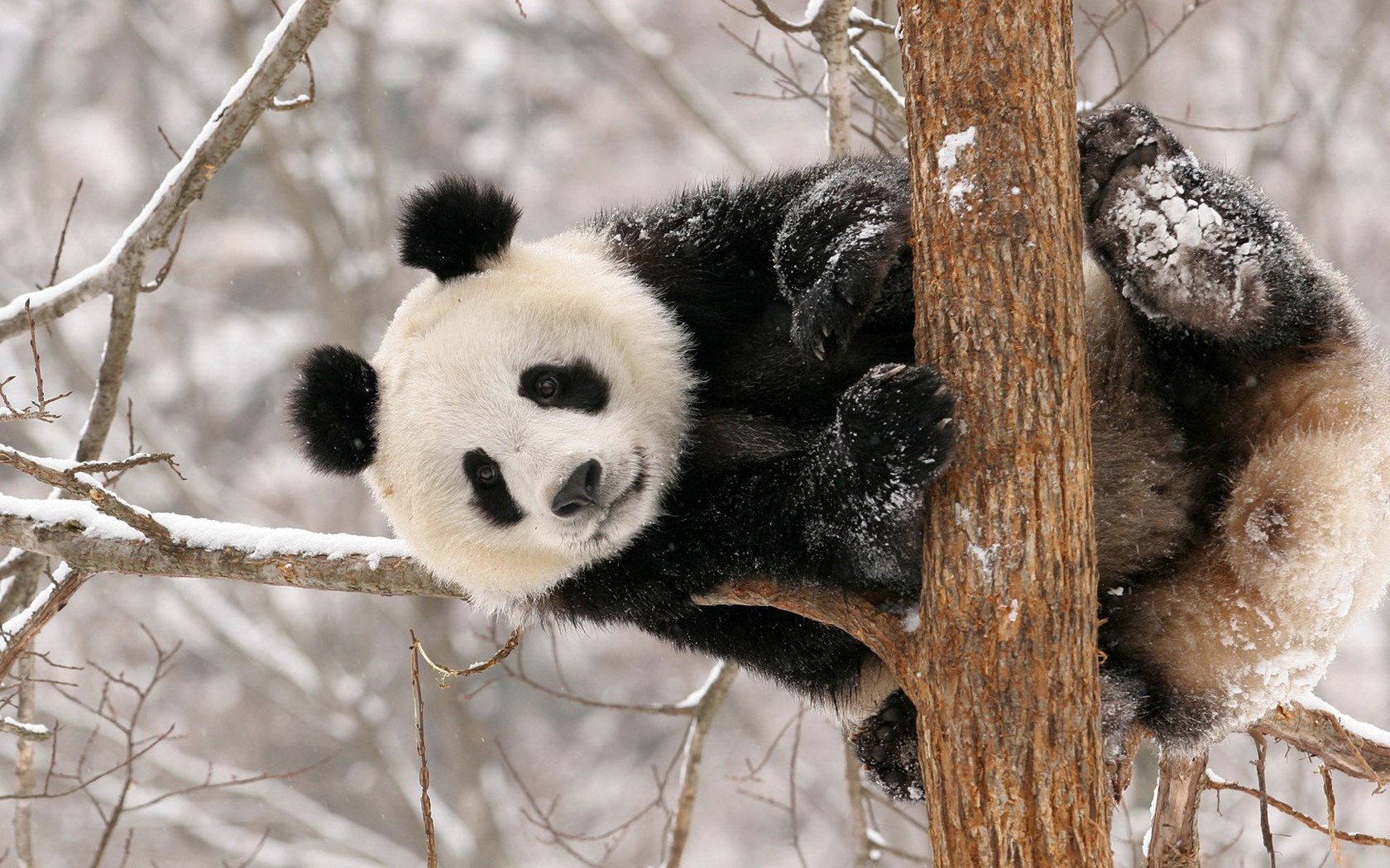Download Animal Panda Wallpaper