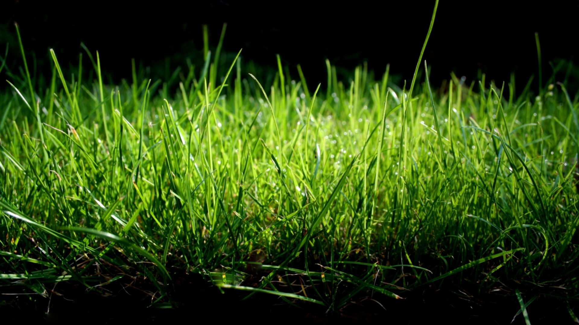 Download Nature Grass HD Wallpaper
