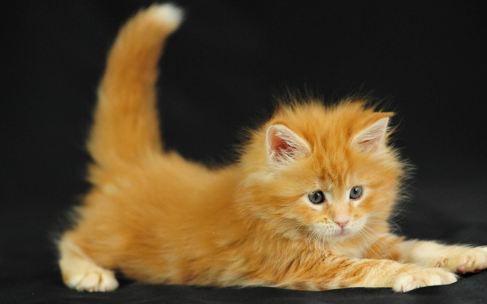 Download Animal Cat Wallpaper