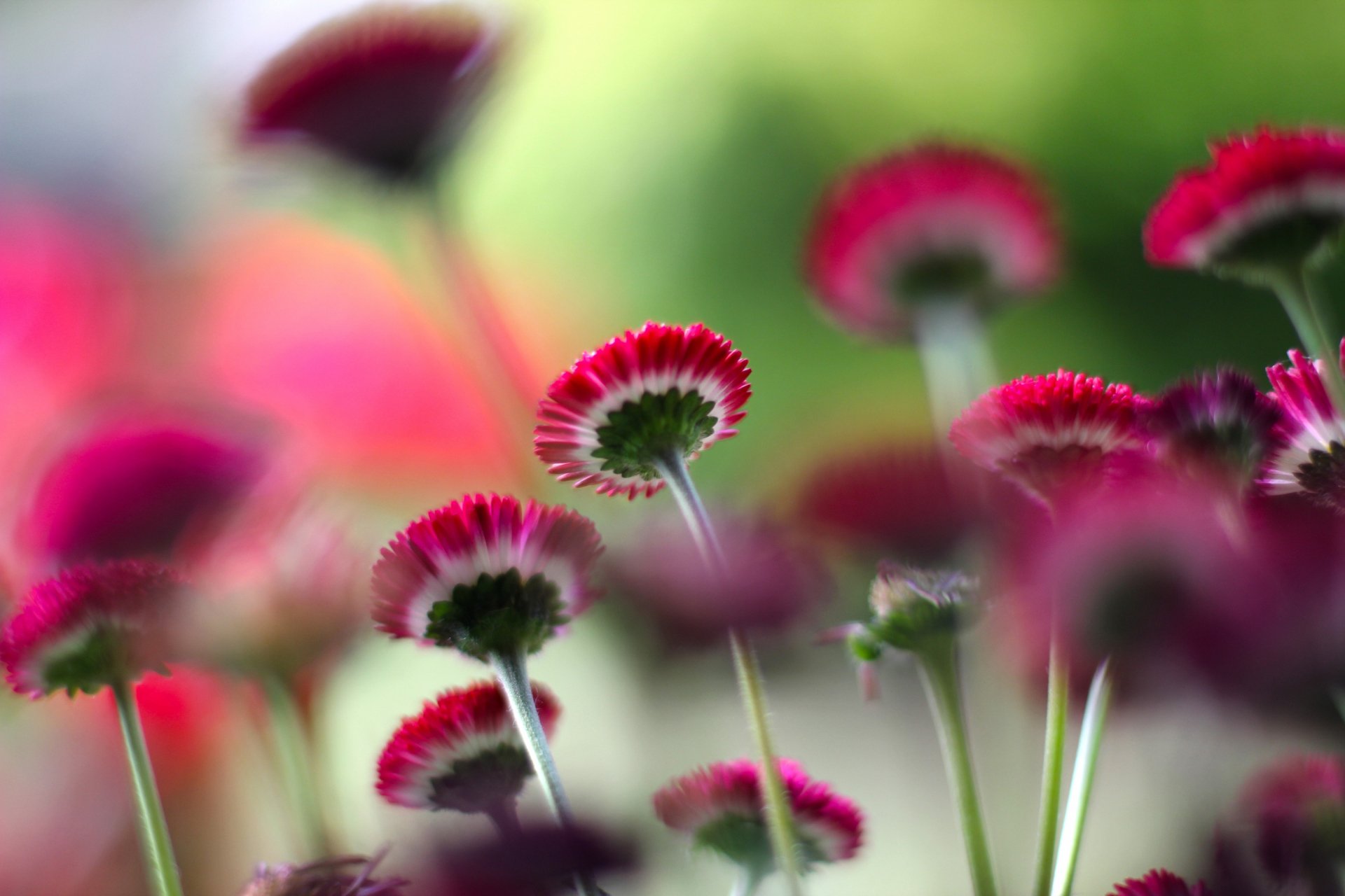 Download Nature Flower HD Wallpaper