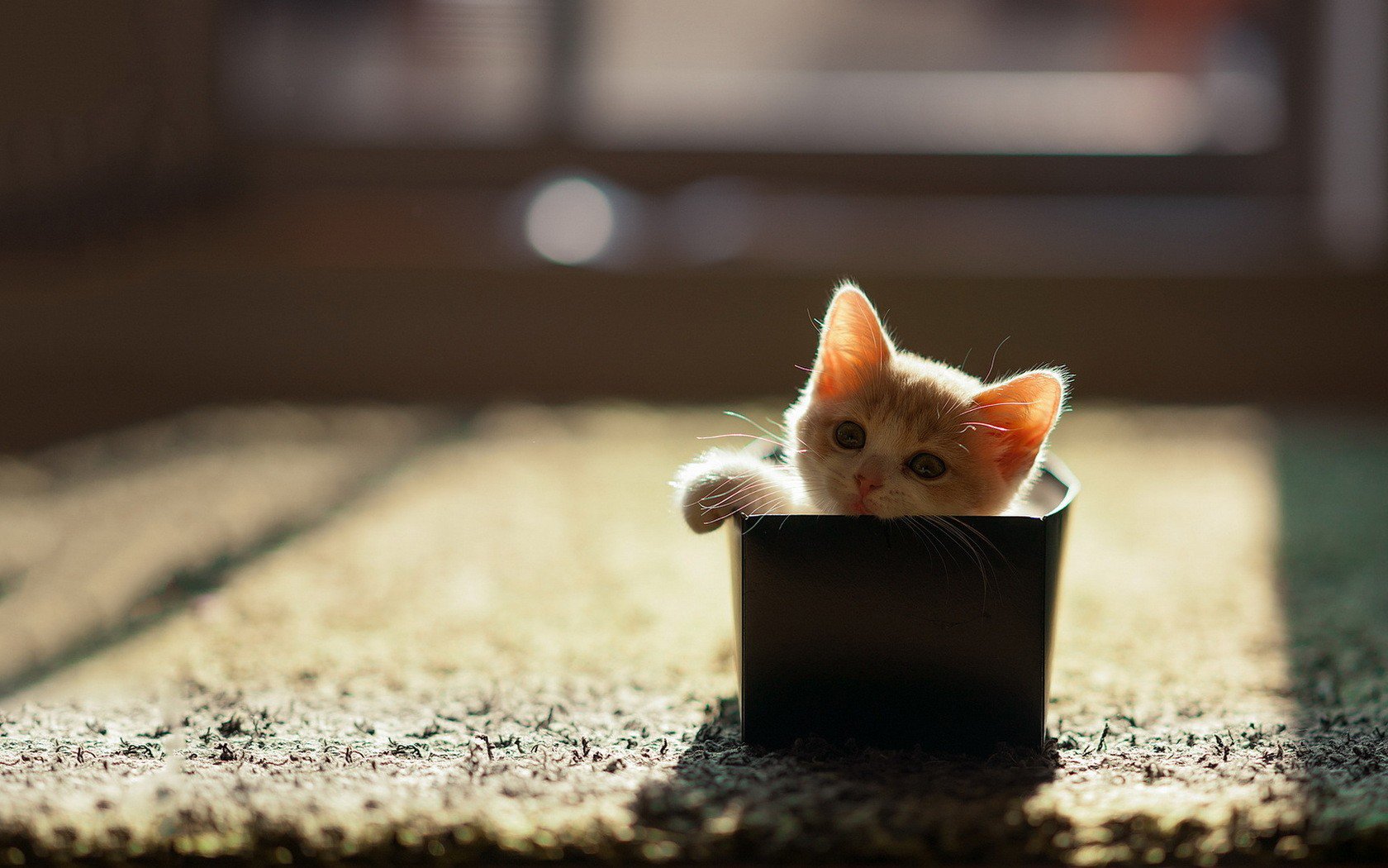 Cute Kitty Desktop Wallpaper