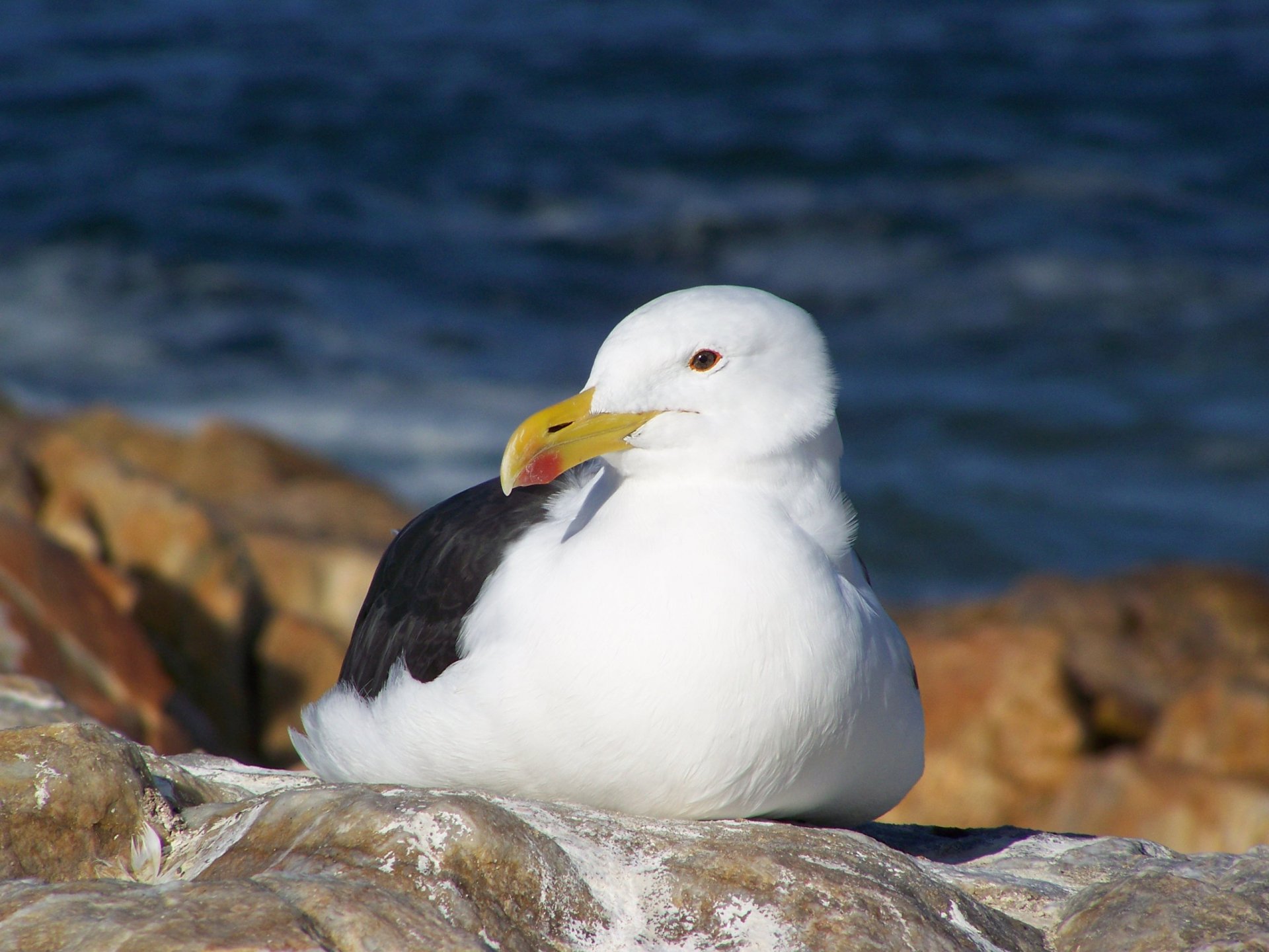 Download Animal Seagull HD Wallpaper