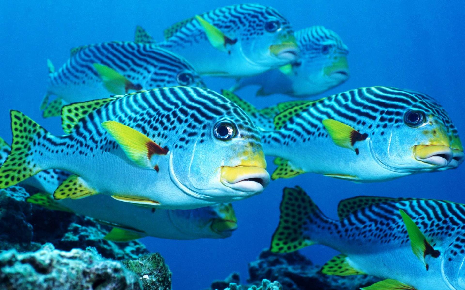 Vibrant Ocean Life: HD Wallpaper of Striped Reef Fish