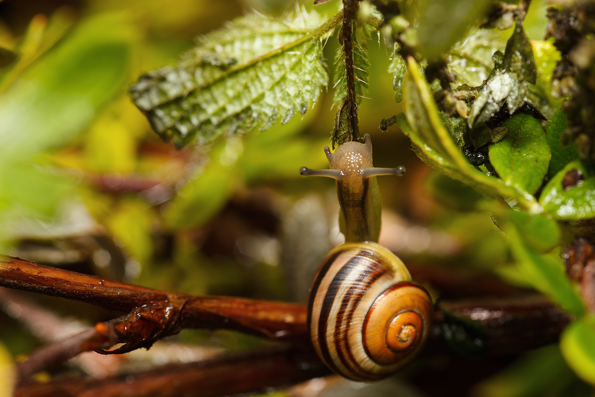 Snails Snail Hd Wallpaper