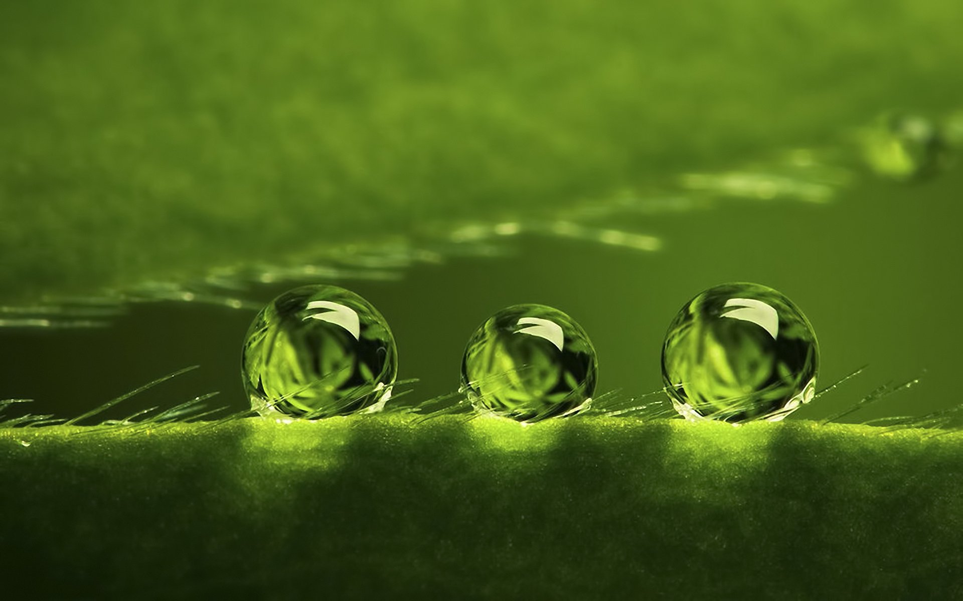 Download Nature Water Drop HD Wallpaper