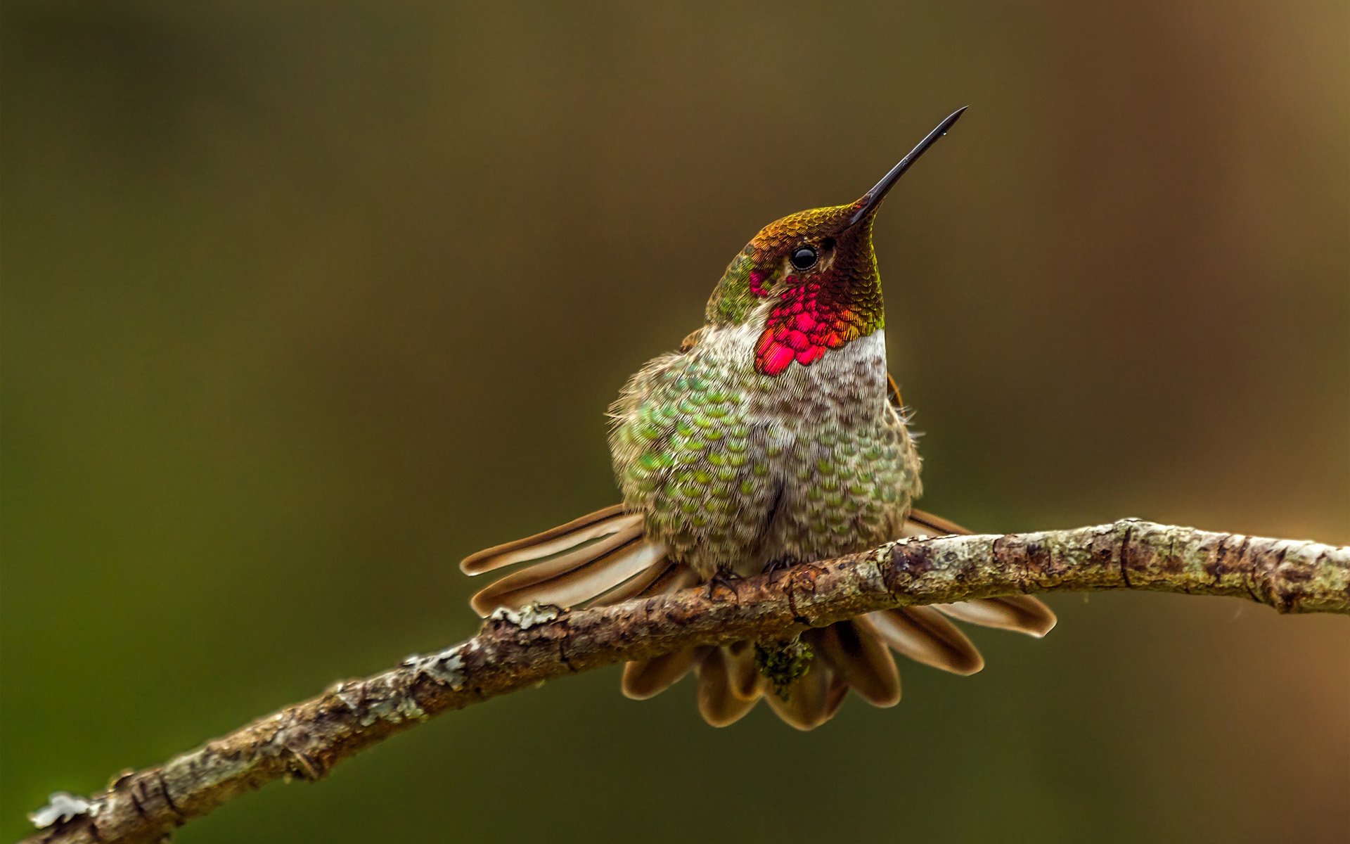 Vibrant Hummingbird HD Wallpaper – Nature’s Tiny Marvel