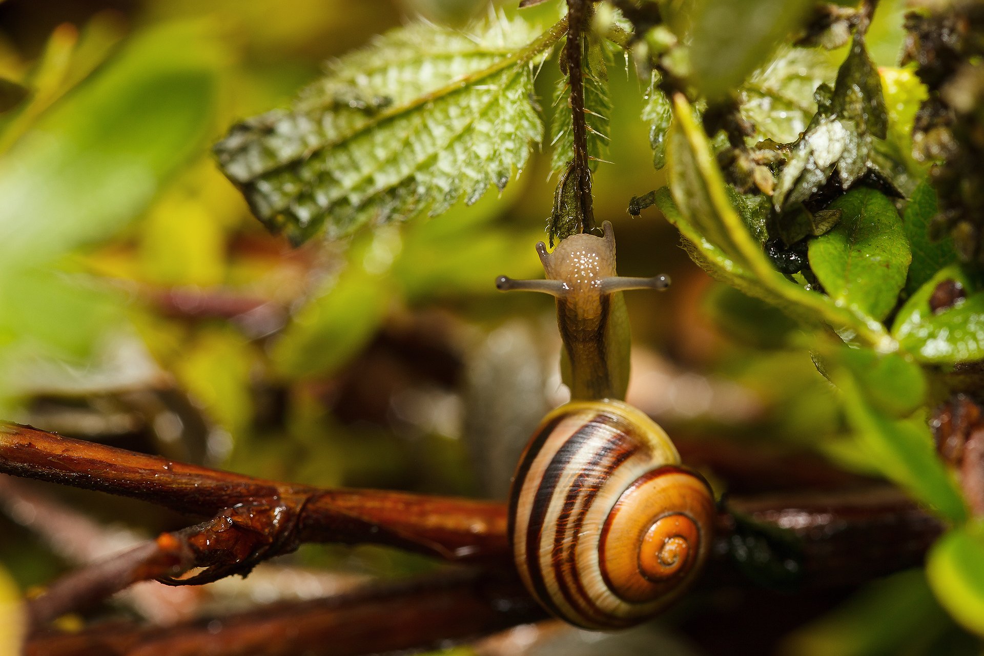 Striped Garden Snail — HD Animal Wallpaper