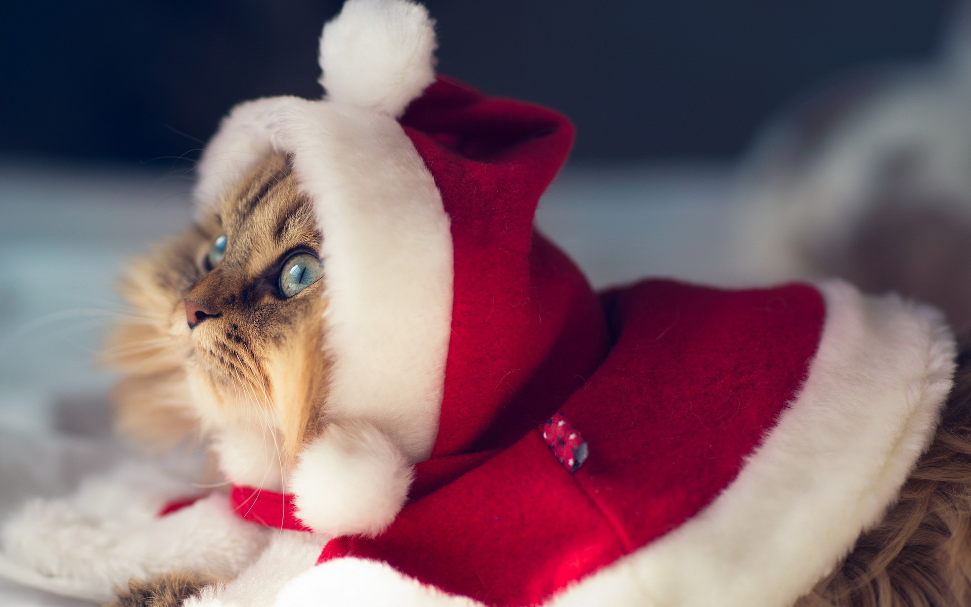Festive Feline: HD Wallpaper of a Cat in a Santa Hat
