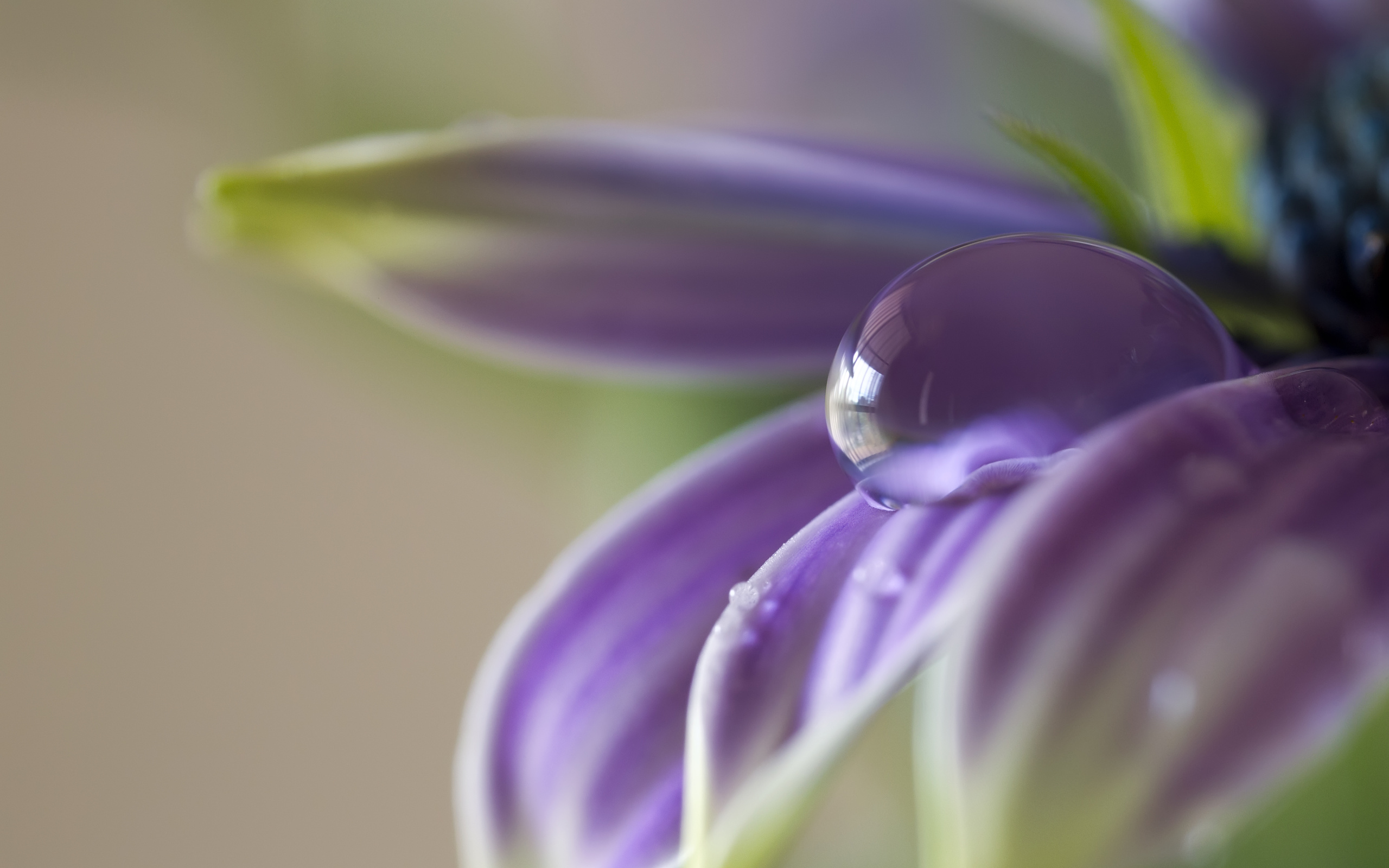 Download Nature Water Drop HD Wallpaper