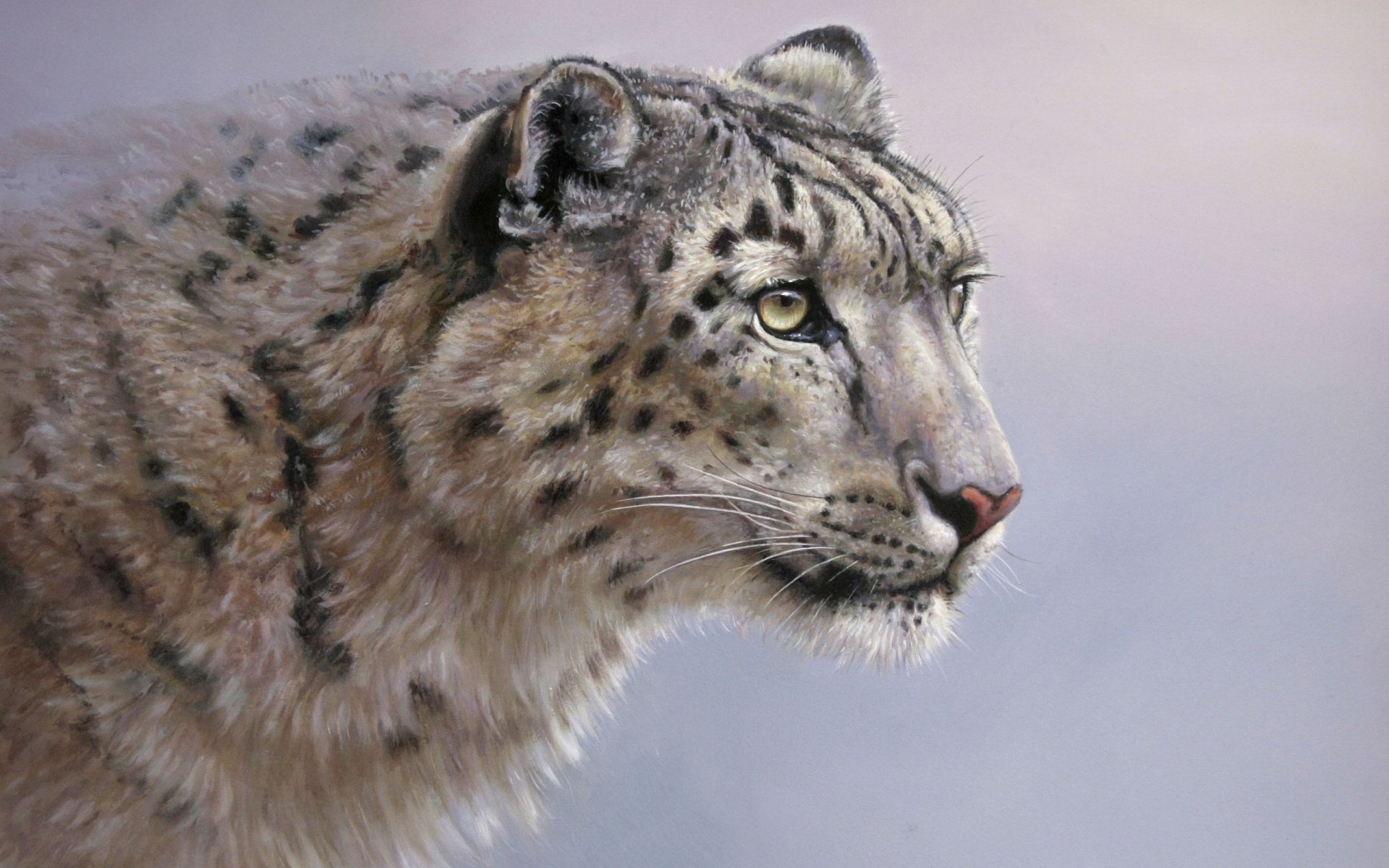 Download Animal Snow Leopard HD Wallpaper
