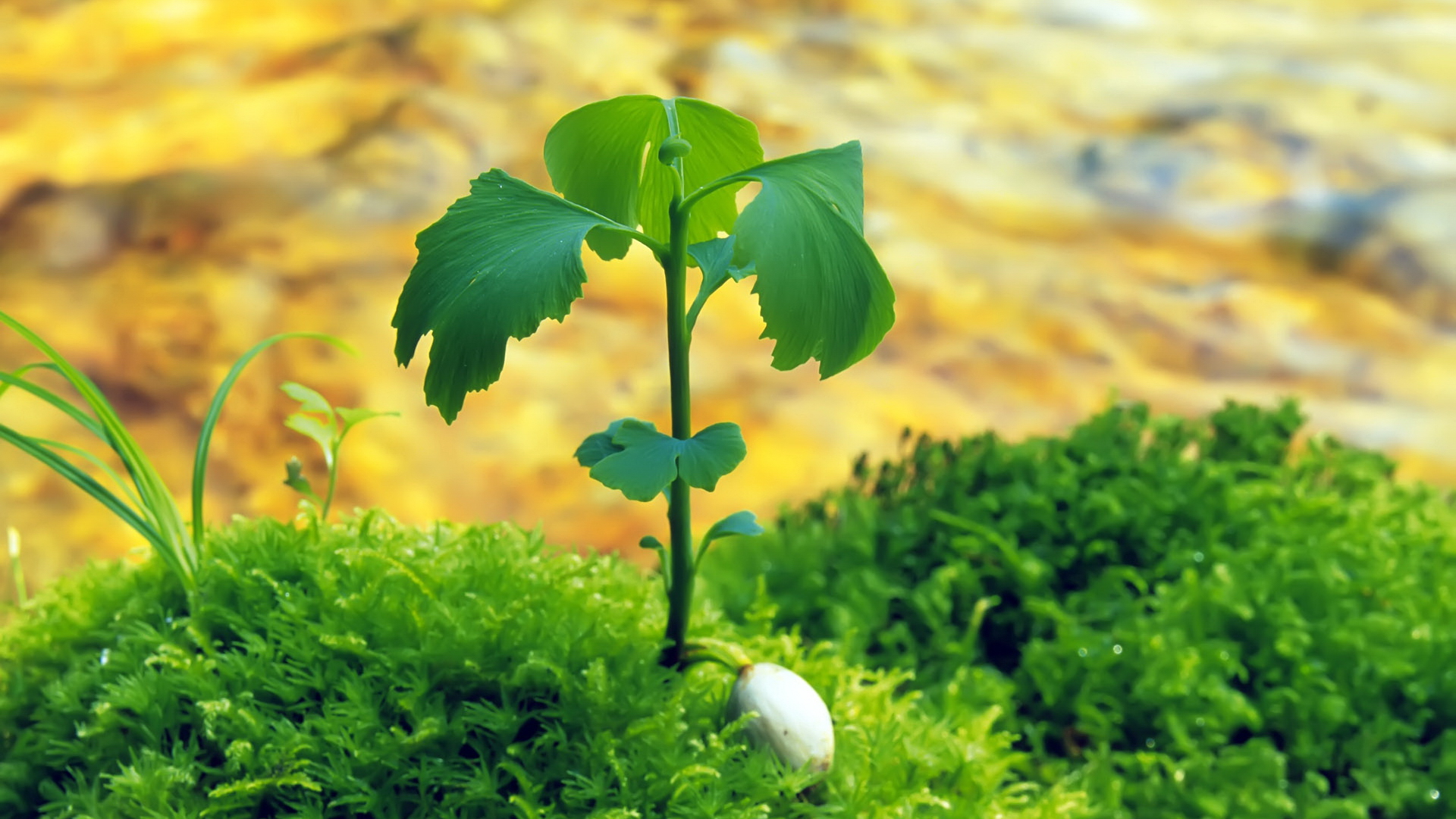 Download Nature Plant HD Wallpaper