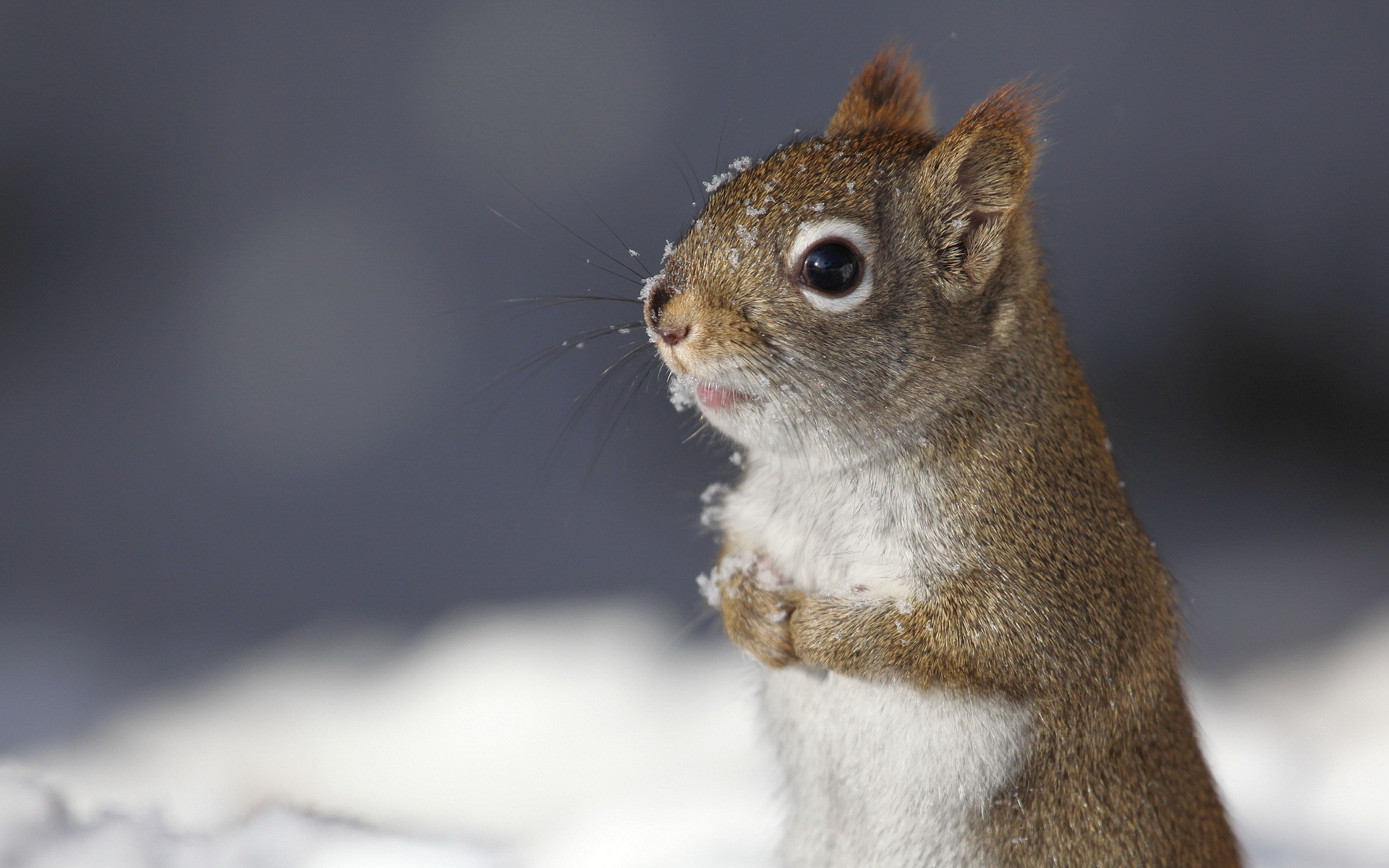 Free Download Hd Bing Curious Squirrel Wallpaper