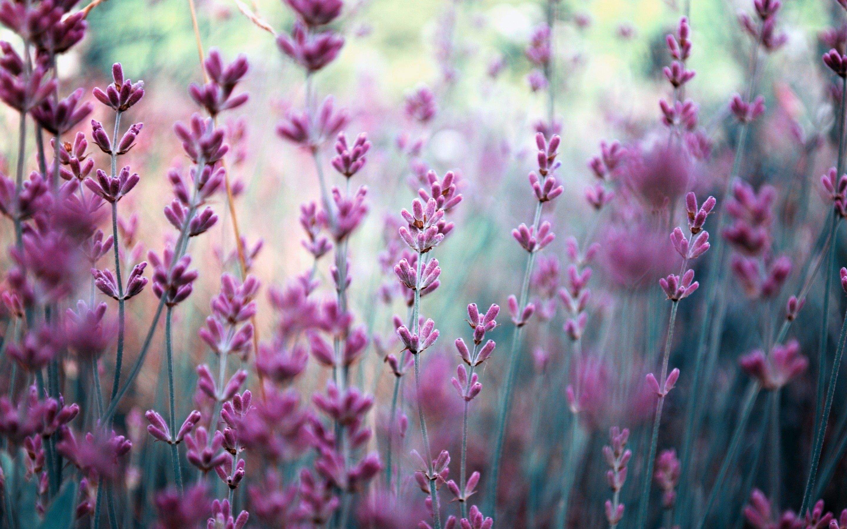 Download Nature Flower HD Wallpaper