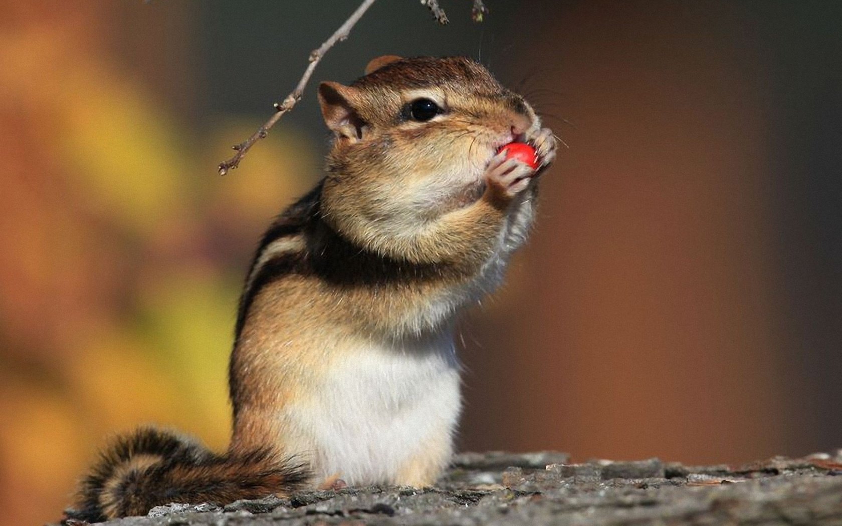 Download Animal Chipmunk Wallpaper