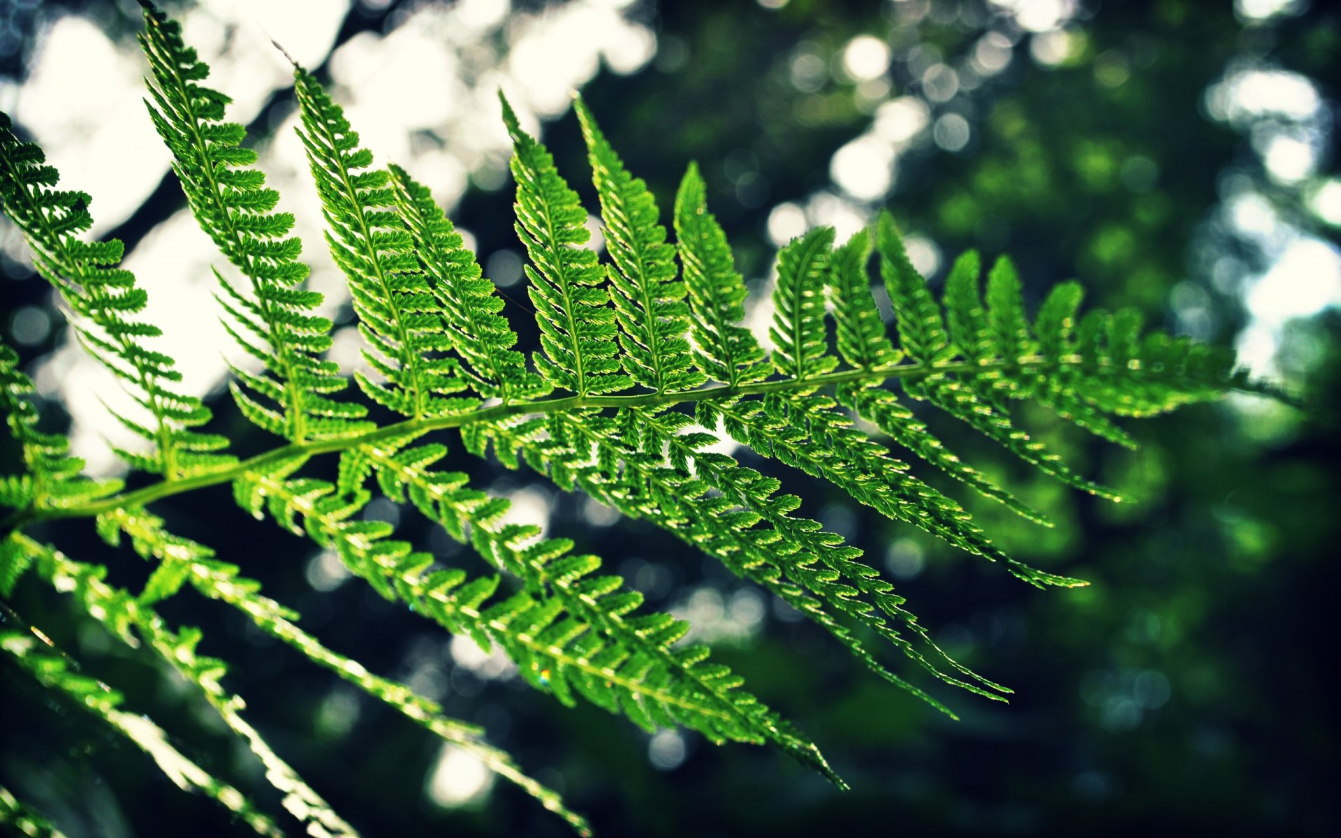 Download Nature Fern HD Wallpaper