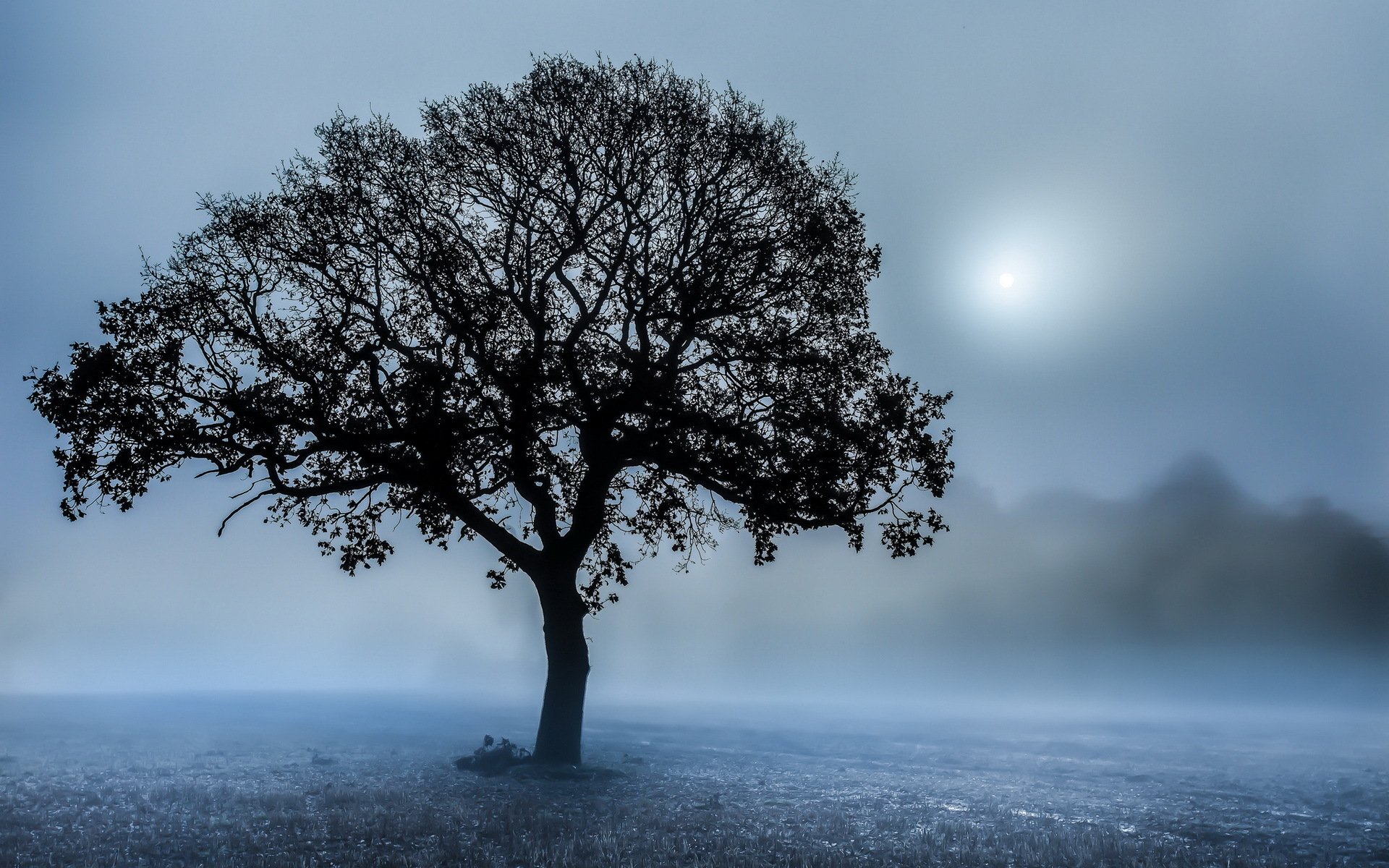 Download Nature Tree HD Wallpaper