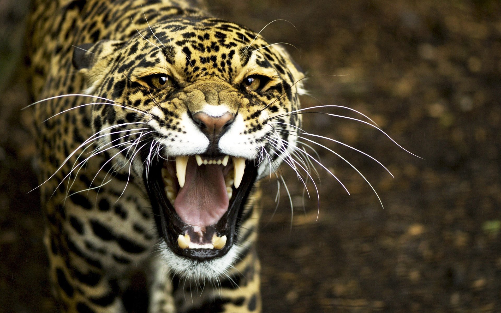 Download Animal Leopard HD Wallpaper