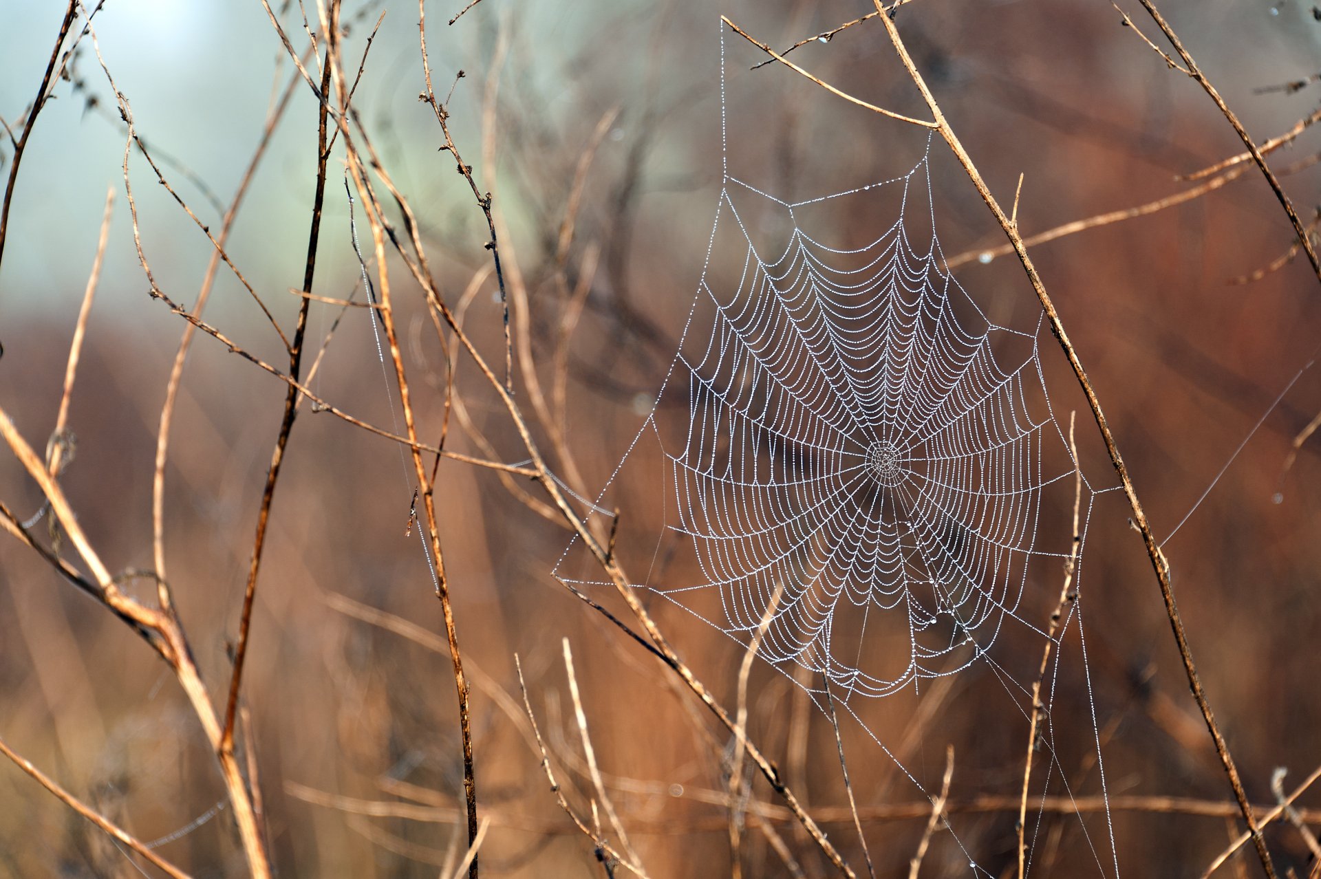HD Wallpaper: Intricate Spider Web Photography in Nature's Embrace