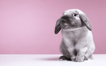 17 4K Ultra HD Rabbit Wallpapers | Background Images - Wallpaper Abyss