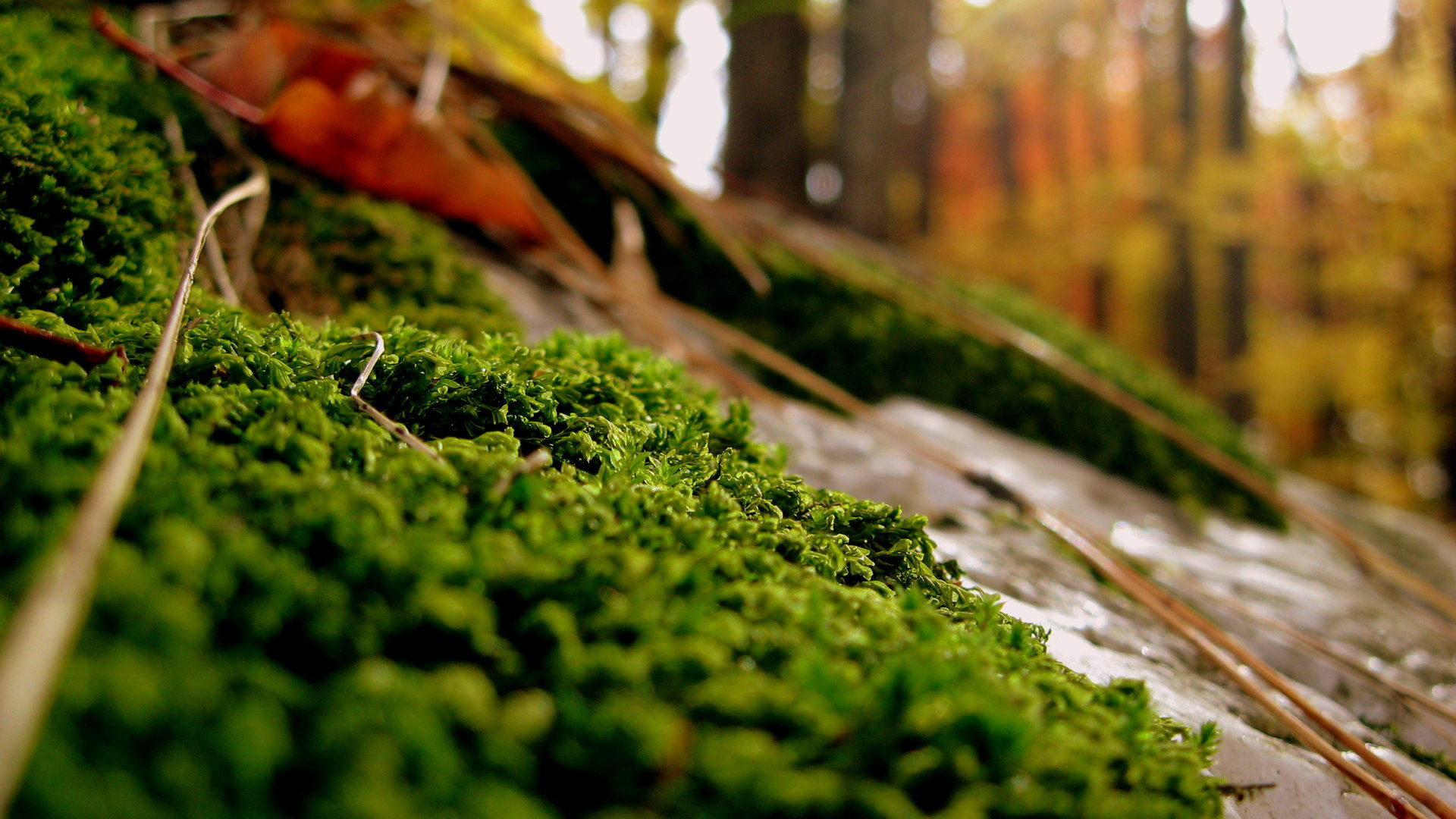 Moss HD Wallpaper
