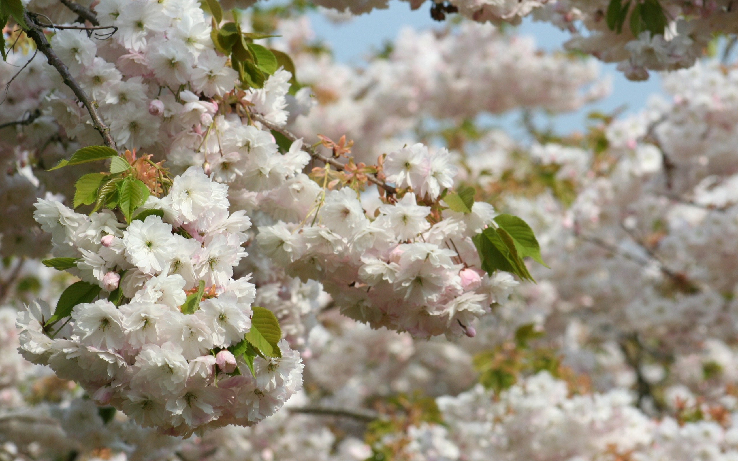 Blossom HD Wallpaper