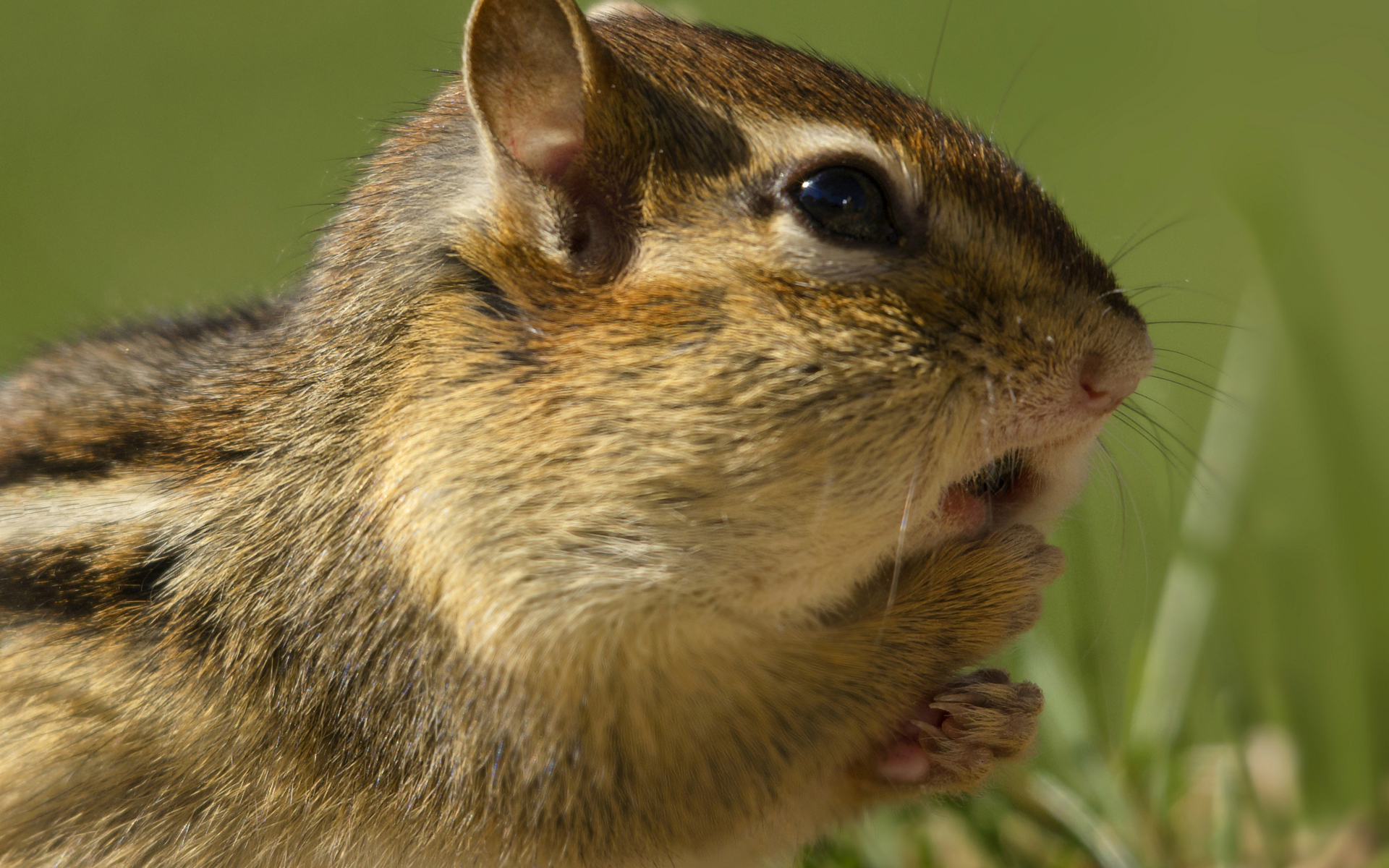 Download Animal Chipmunk HD Wallpaper