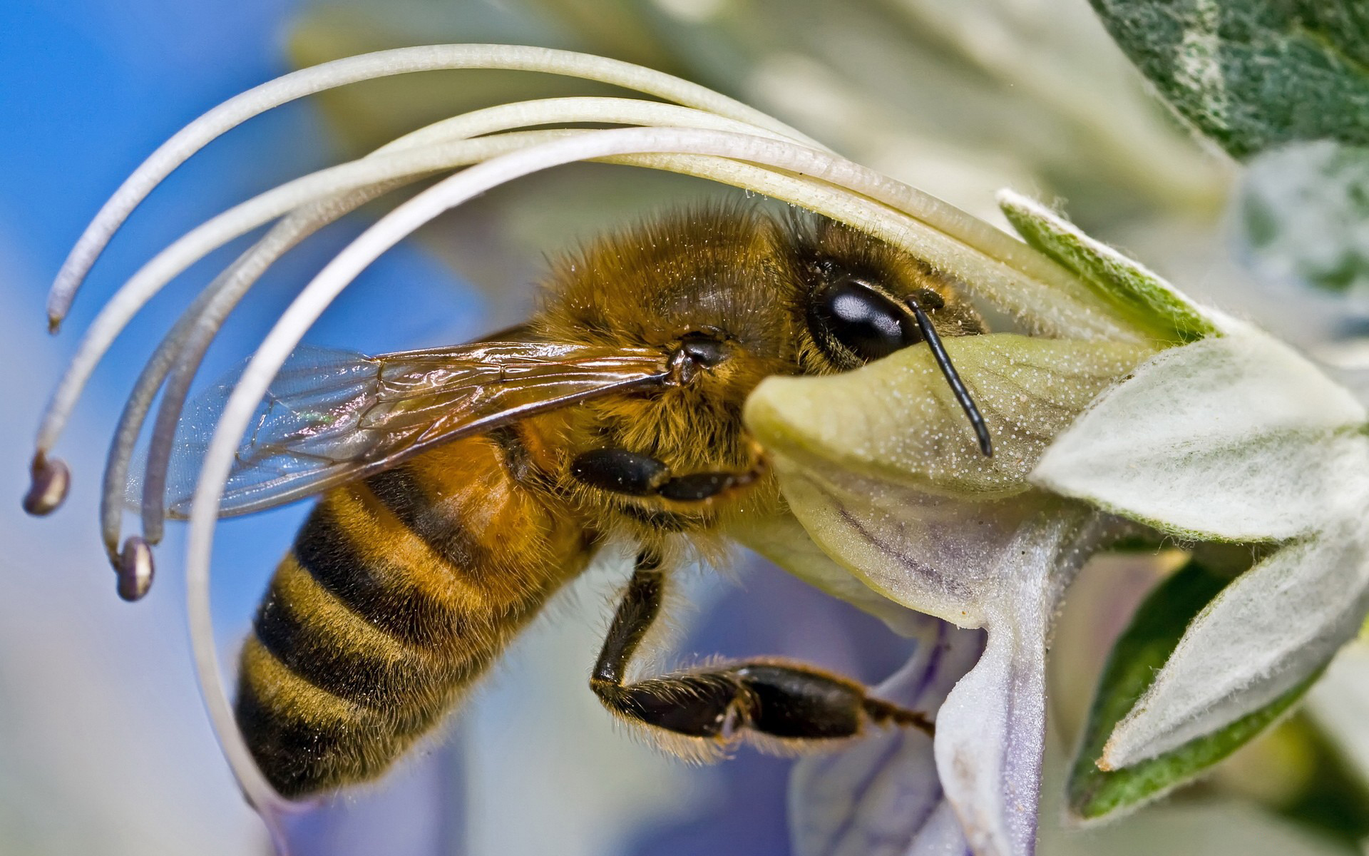 Download Animal Bee HD Wallpaper