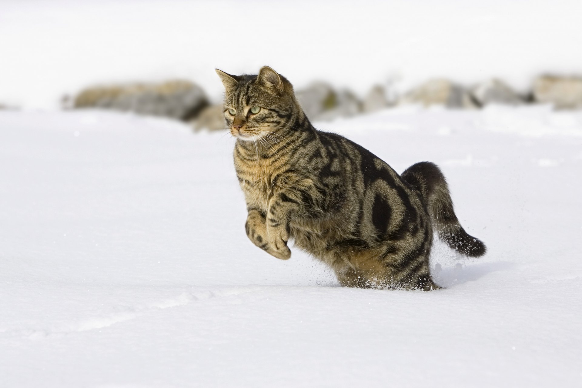 Stunning 4K Ultra HD Wallpaper of a Cat in the Snow