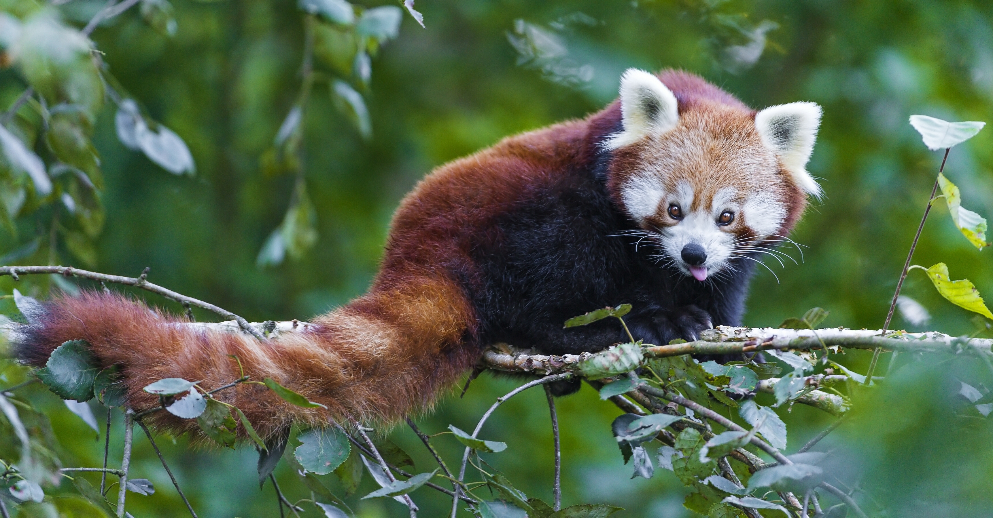 Download Animal Red Panda HD Wallpaper