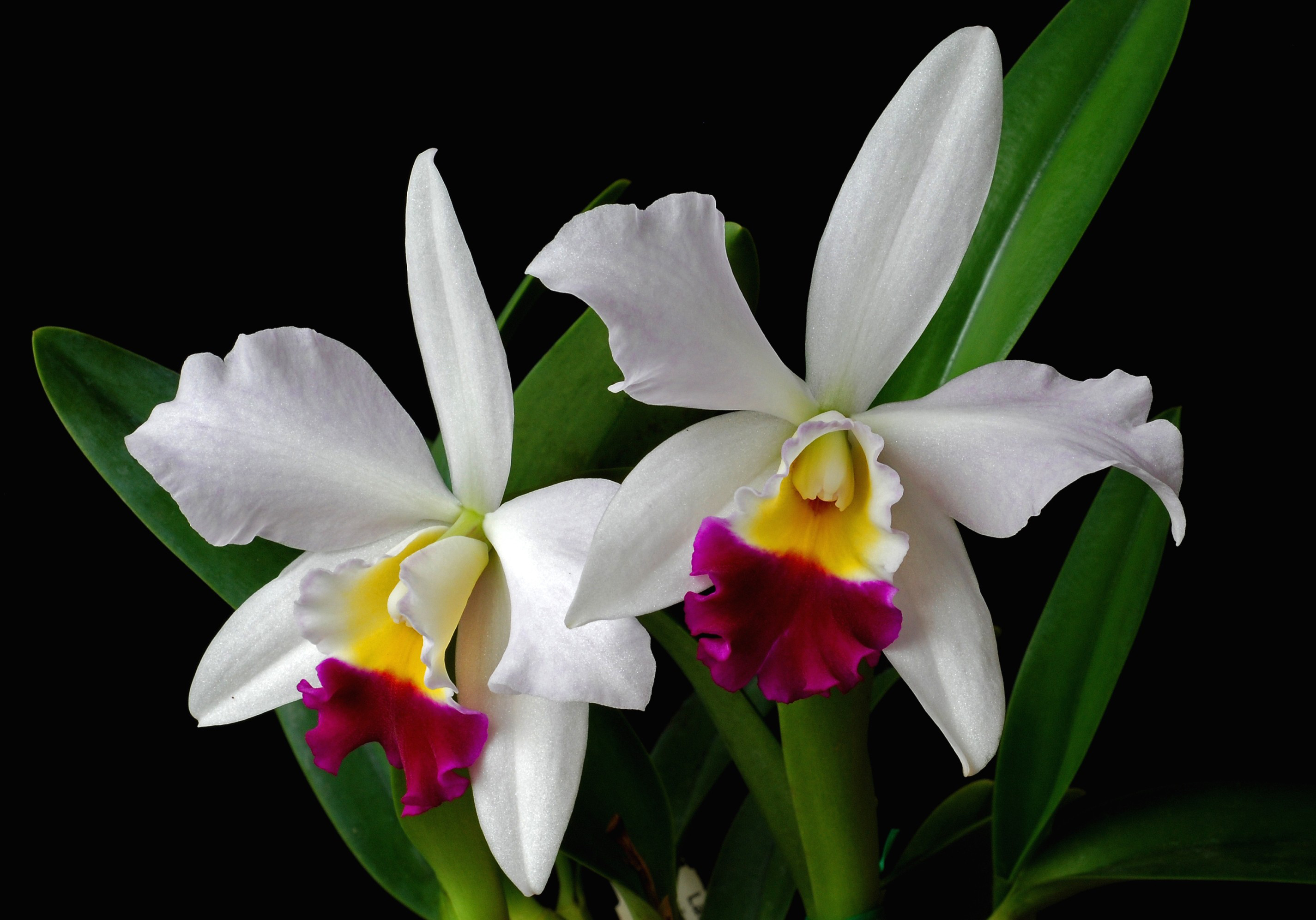 Stunning Orchid: A Beautiful HD Wallpaper of Nature's Elegance