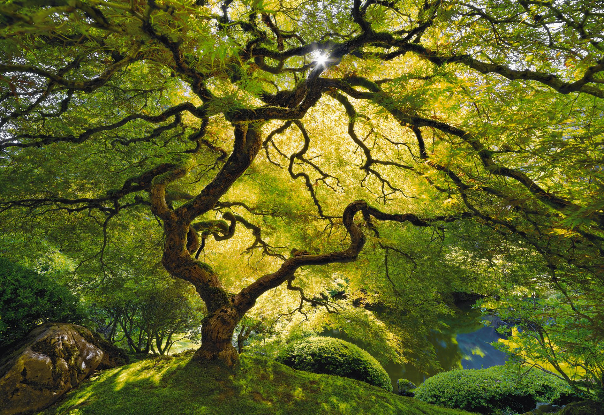 Download Nature Tree HD Wallpaper