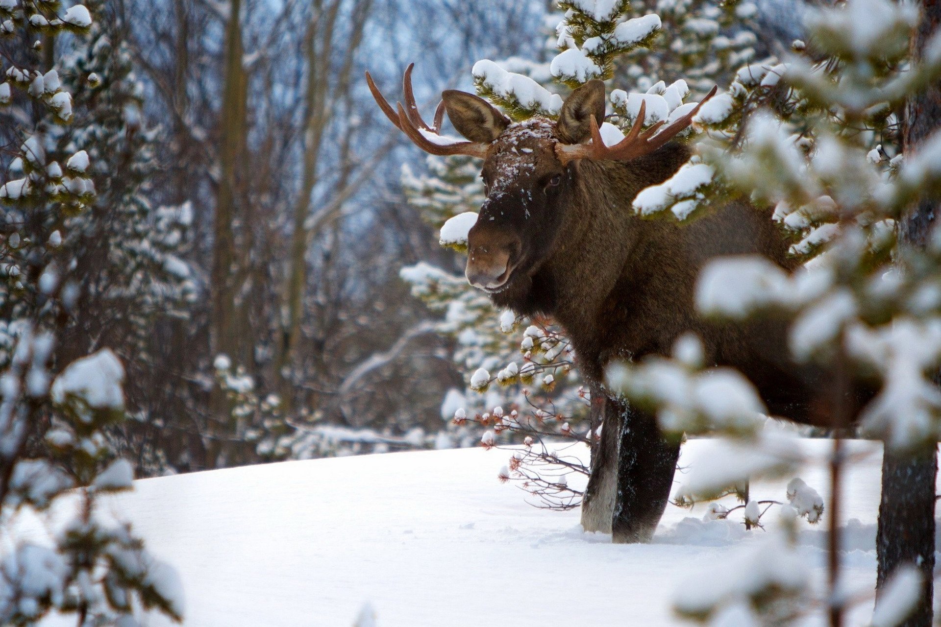 Download Animal Moose HD Wallpaper | 1920x1280 | Wallpaper Abyss